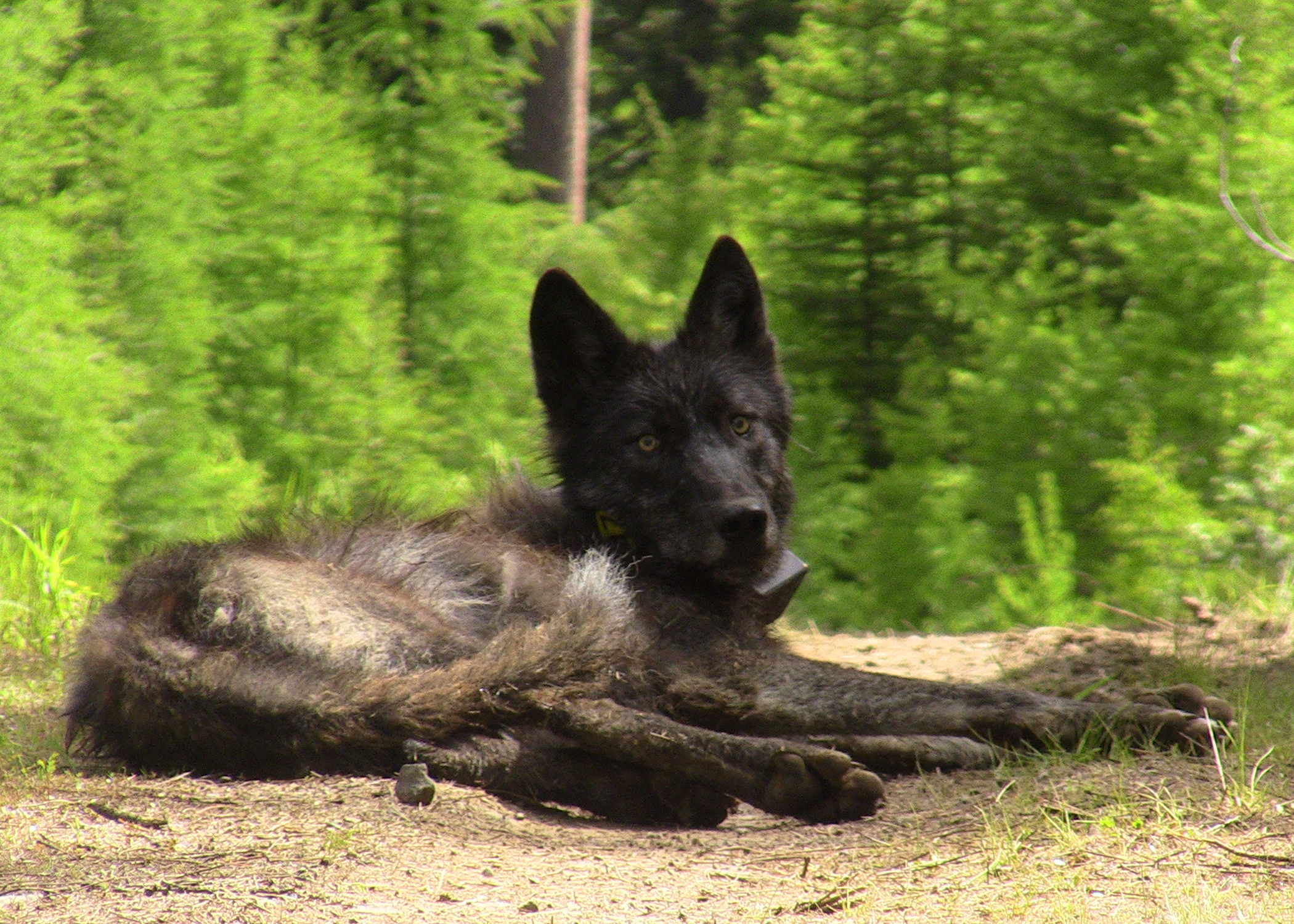 Wolves in Oregon - oregonlive.com