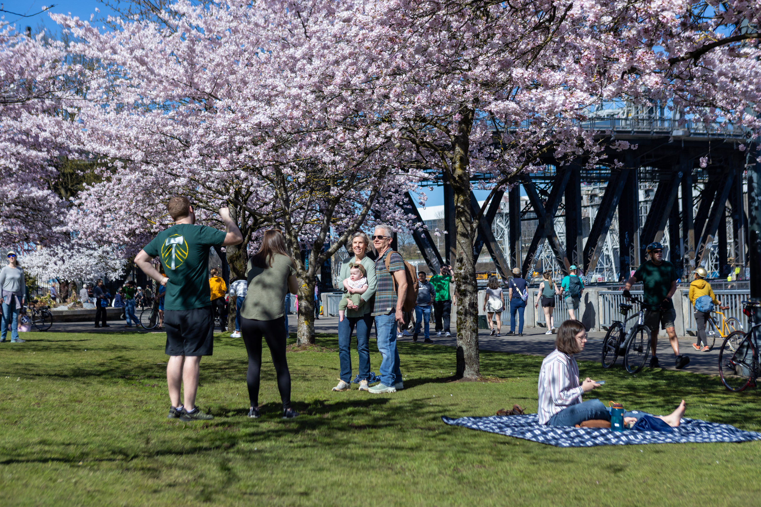 Portland cherry blossoms awaken - oregonlive.com