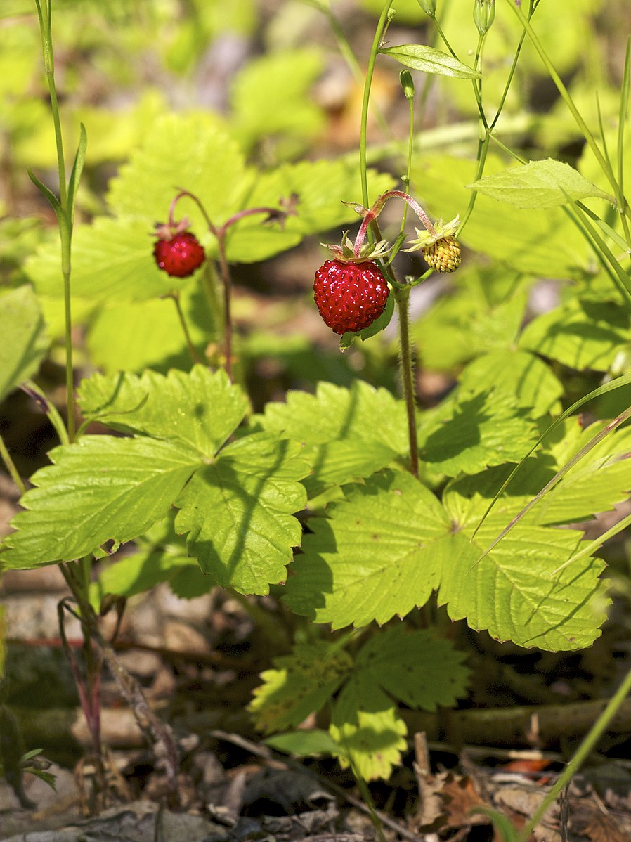 Fire resistant plants - oregonlive.com