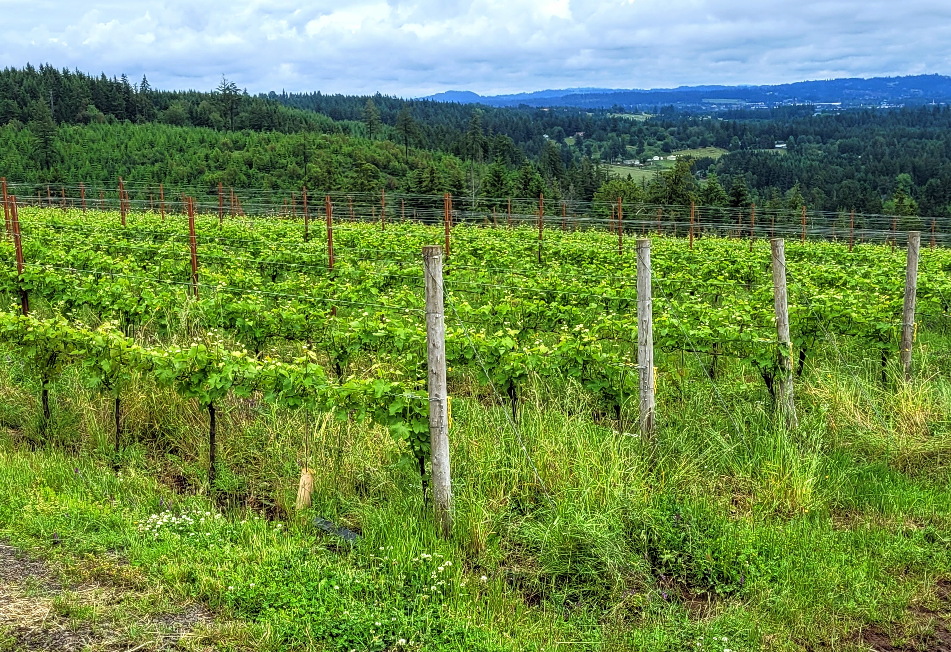 Winery spotlight: Beckham Estate Vineyards - oregonlive.com