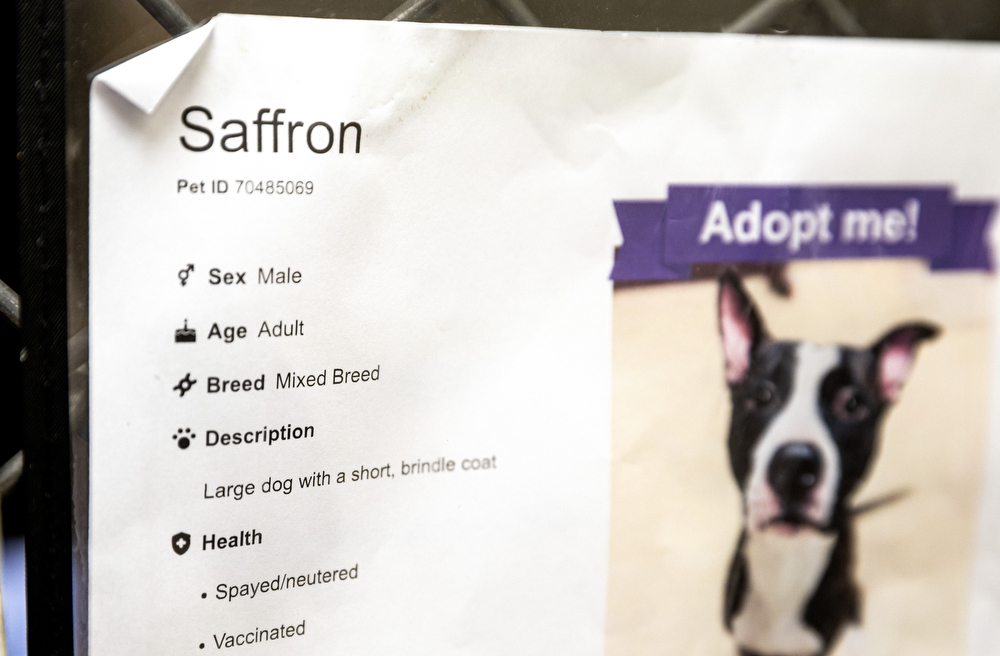 Humane Society of Harrisburg Area removes breed labeling of shelter ...