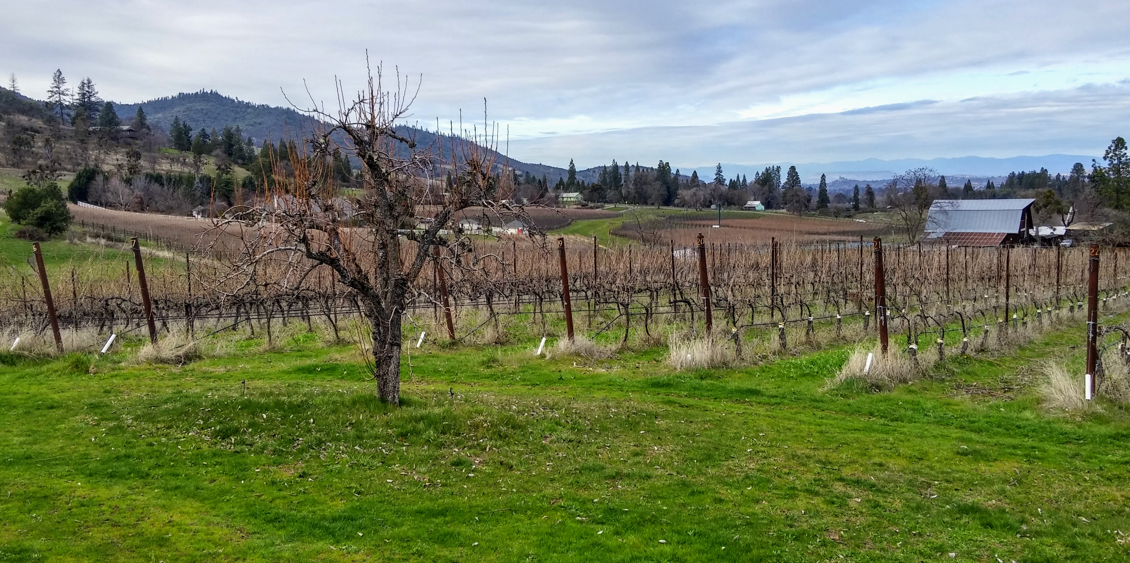 Winery spotlight: Upper Five Vineyard - oregonlive.com