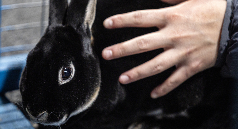 Rabbits at the Pa. Farm Show - pennlive.com