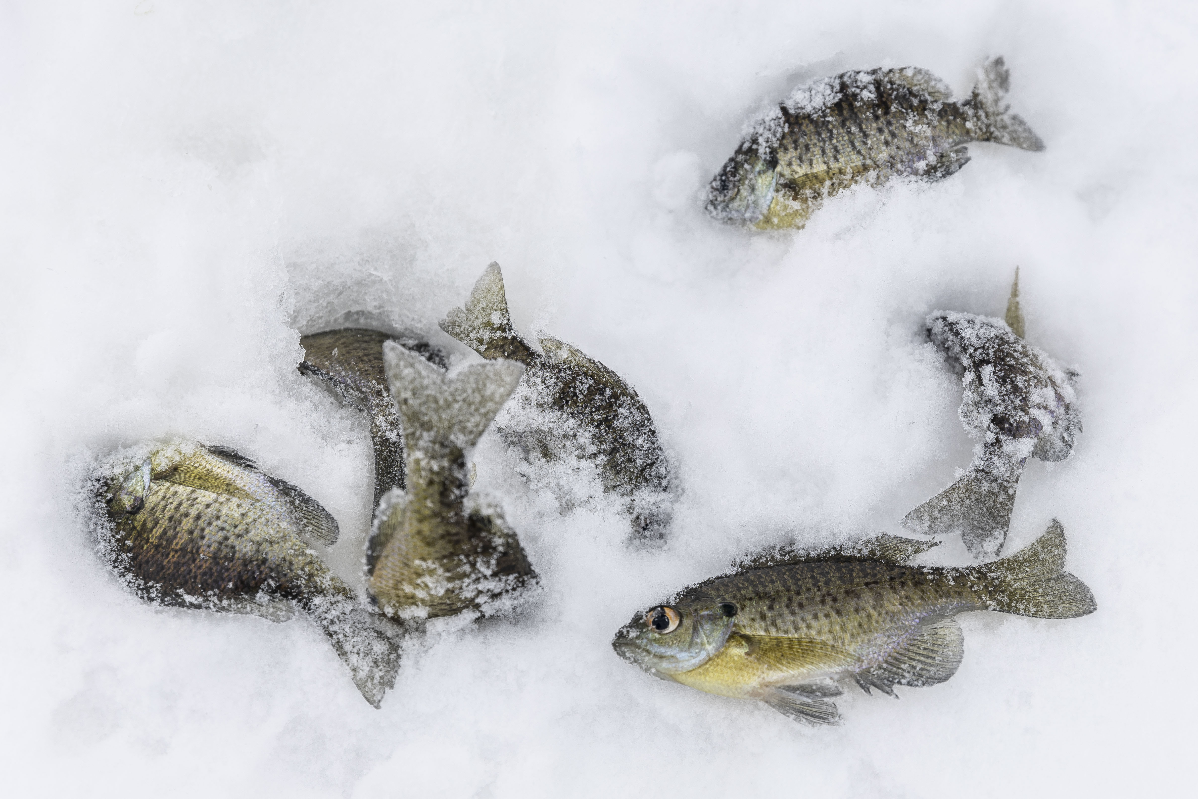World Ice Fishing Championship kicks off in Lakeview - mlive.com
