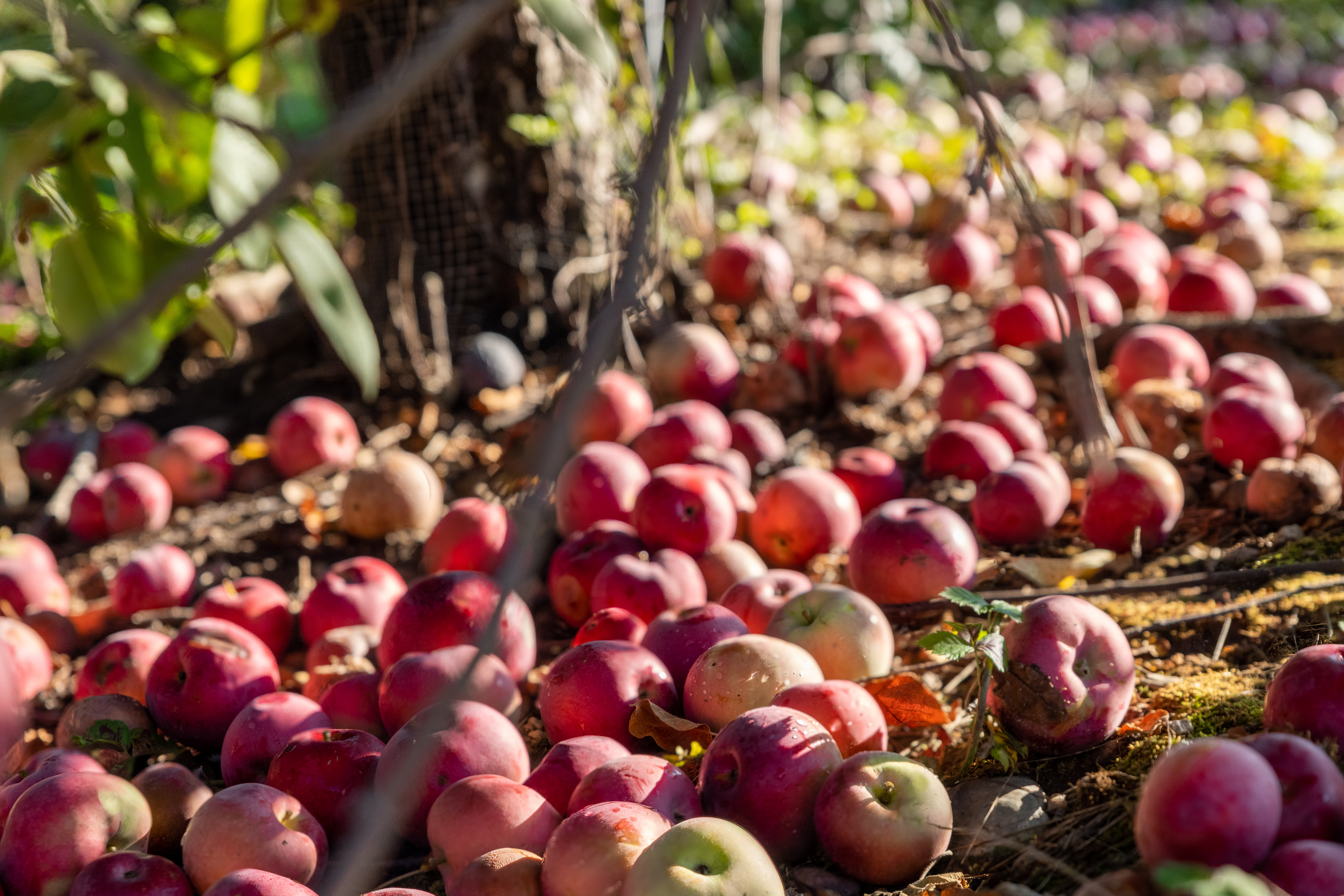 Clarkdale Fruit Farms in Deerfield - masslive.com