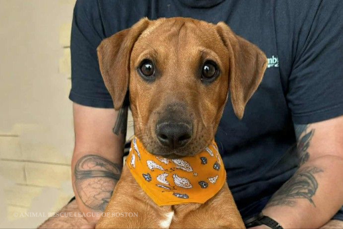 Dogs brought to Massachusetts from Louisiana by the Animal Rescue ...