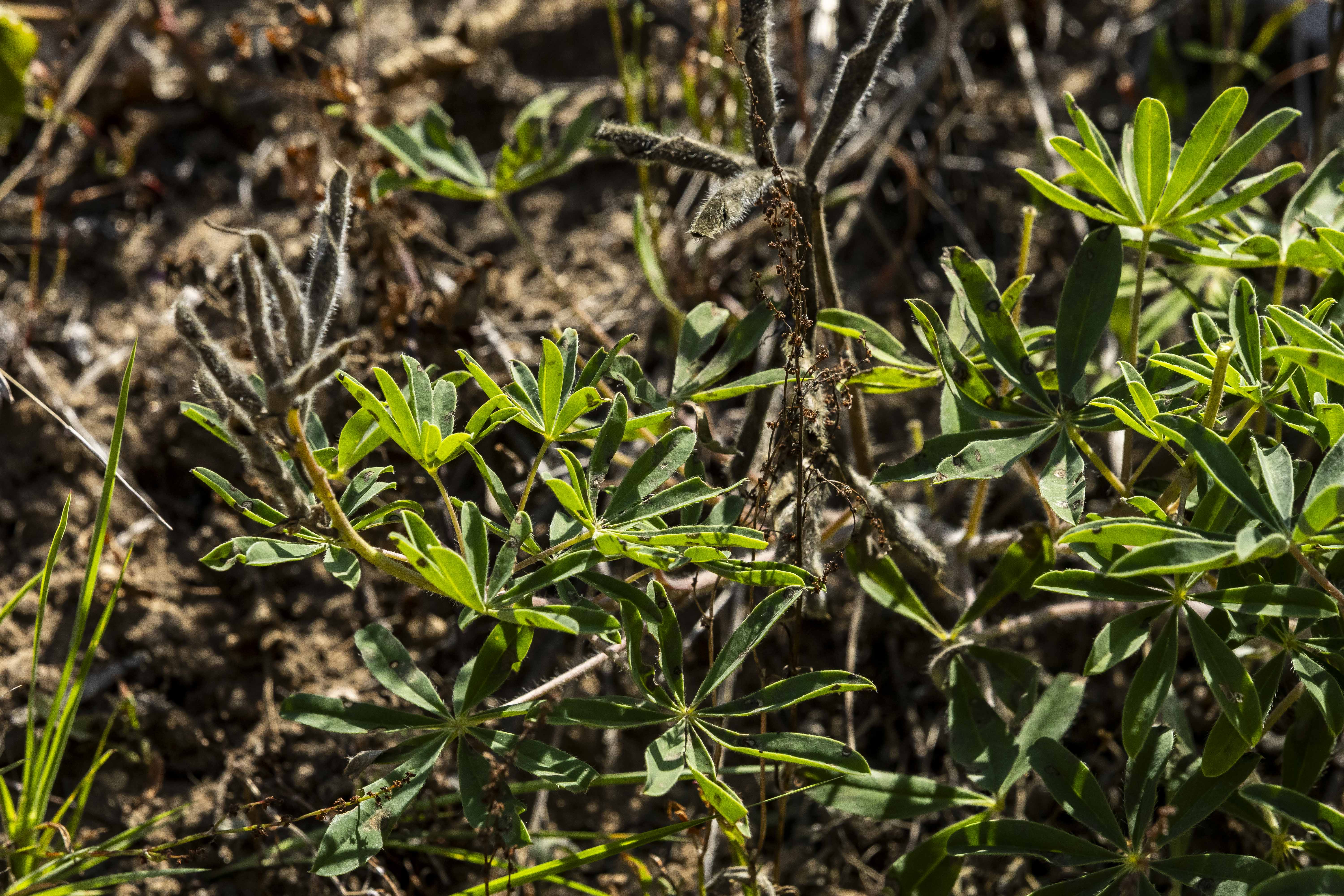Michigan's native sundial lupine wildflower - mlive.com