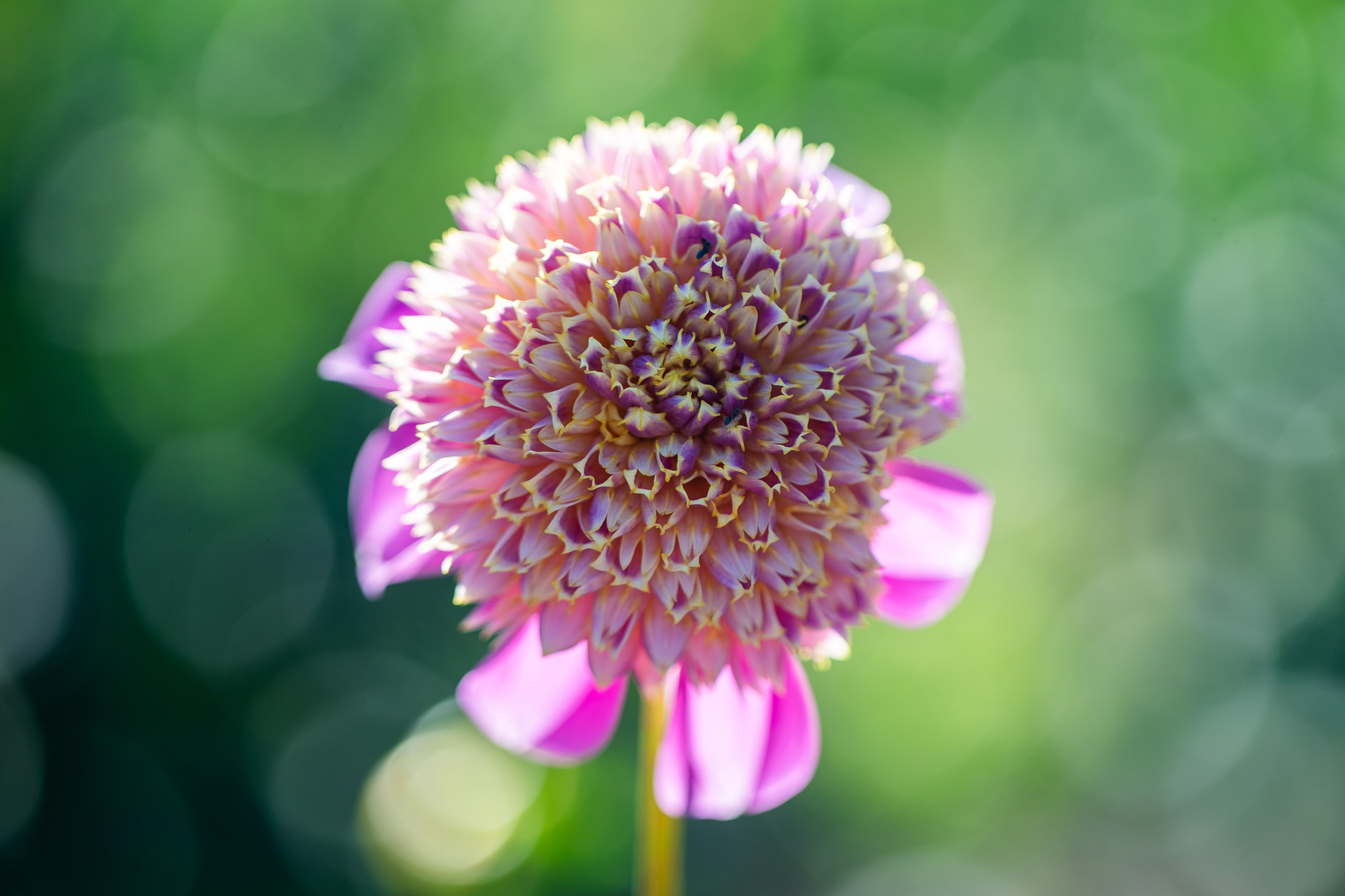 Larry Smith dahlia garden in SE Portland - oregonlive.com