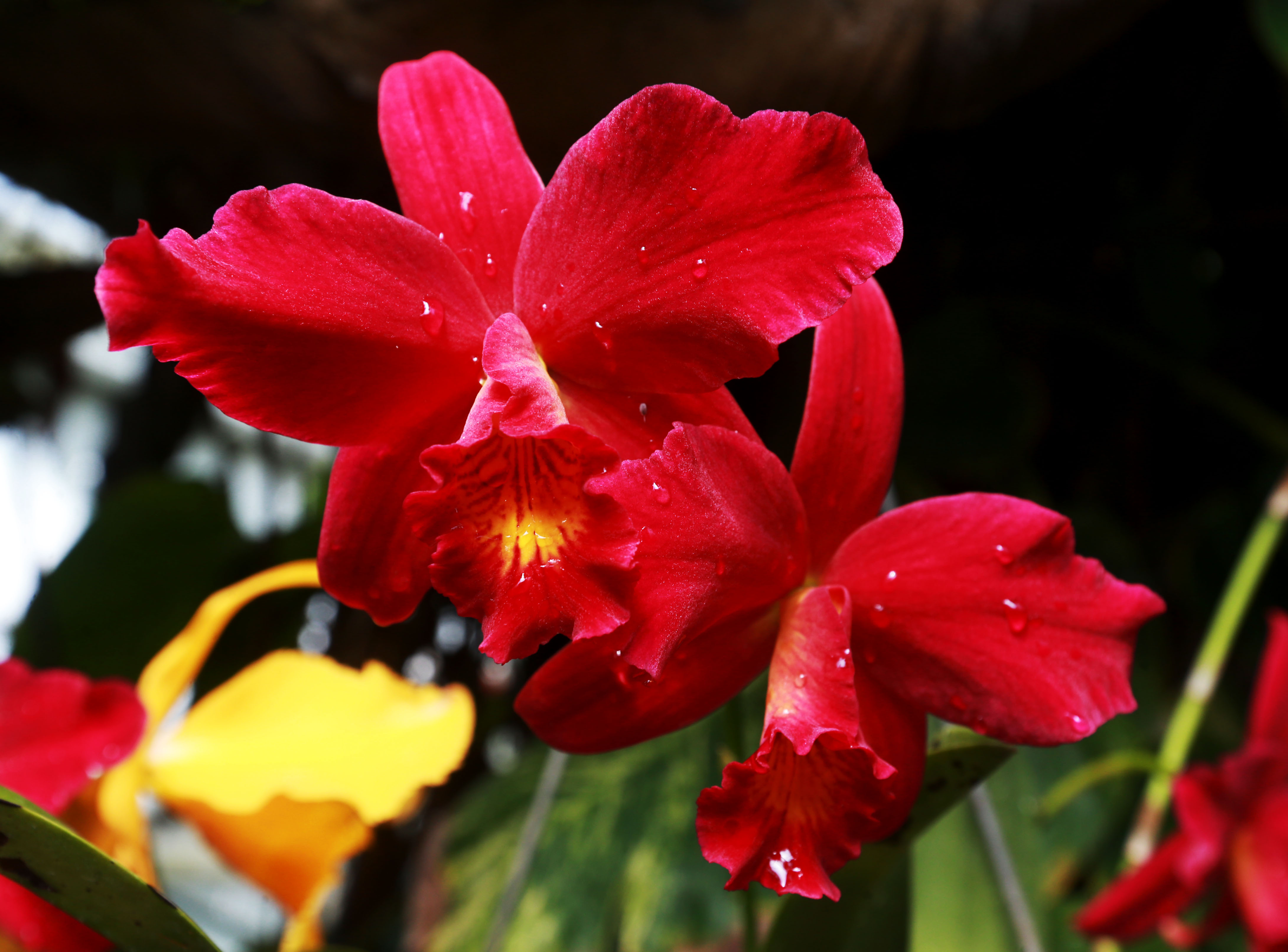 Orchids in full bloom - nj.com