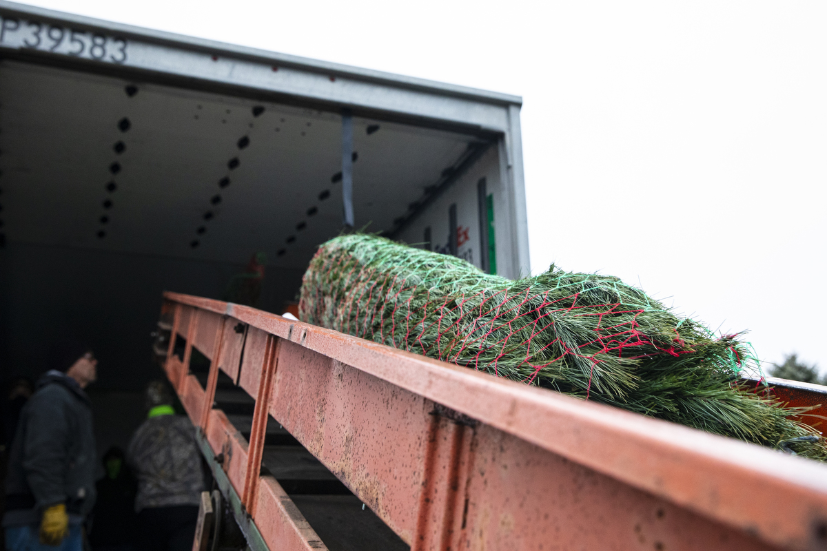 Volunteers gather to load Christmas trees for 'Trees for Troops ...