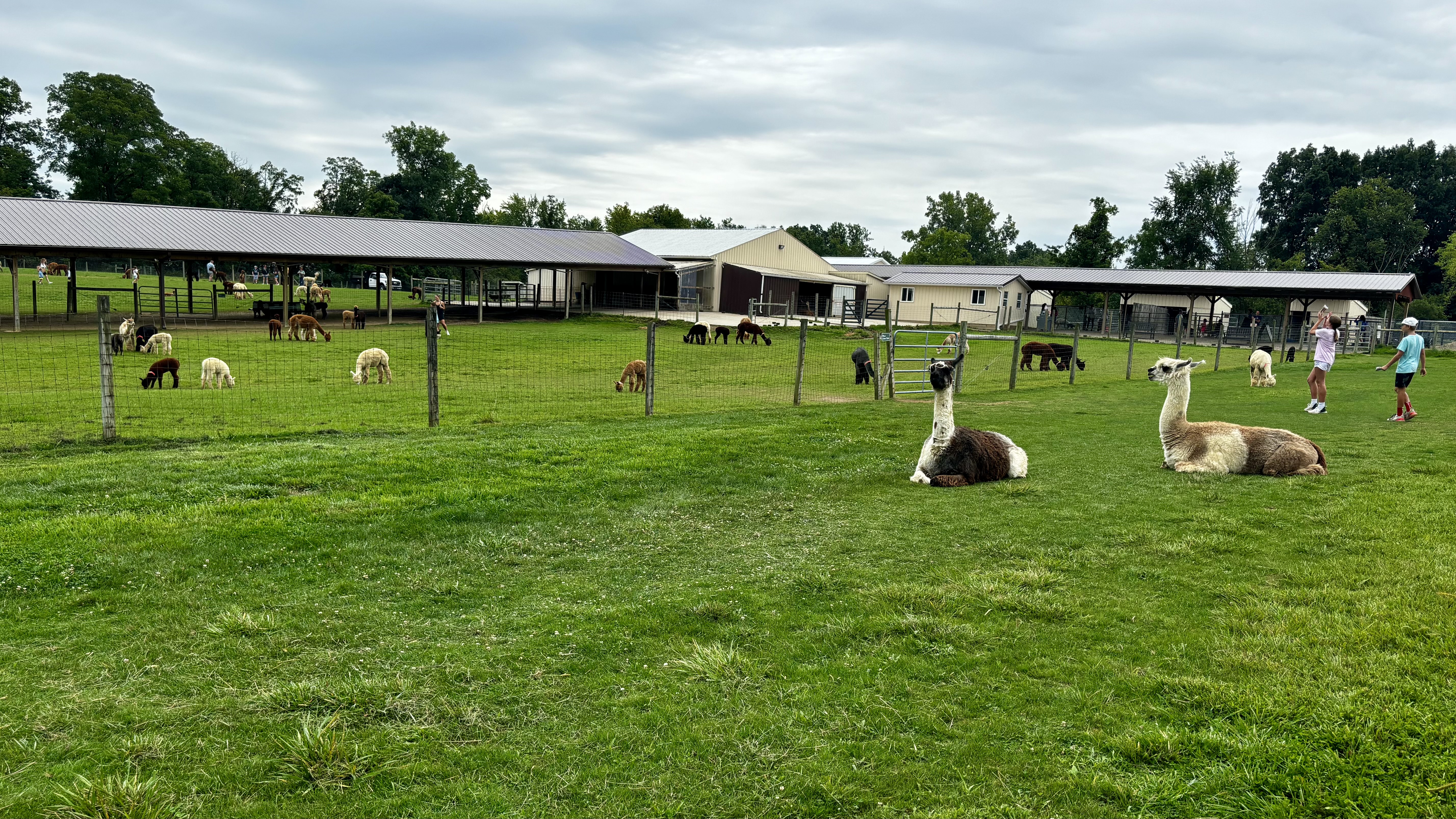 Majestic Meadows farm in Medina - cleveland.com