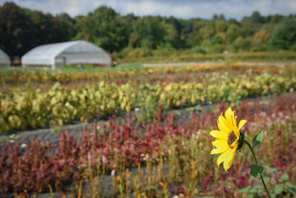 Rooted Flowers Farm in Agawam - masslive.com