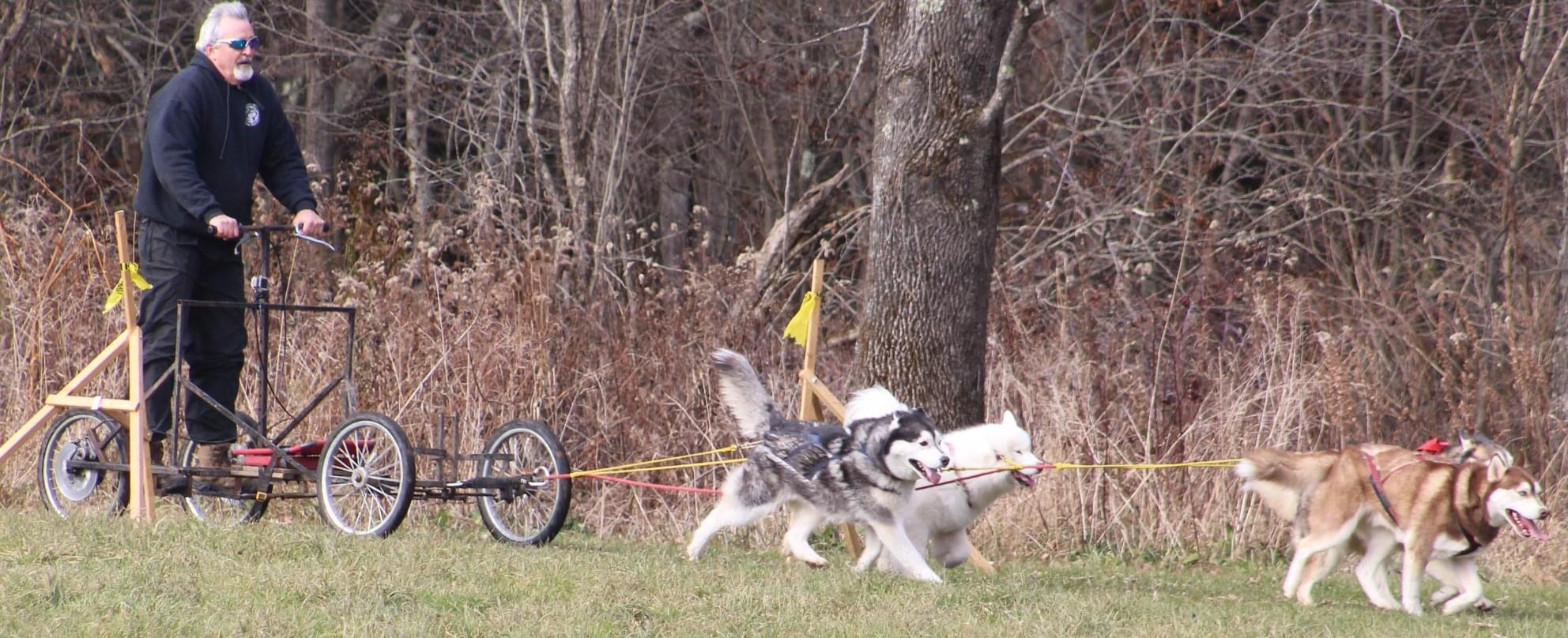 'The Beasts of Snow Nation' dog sledding - syracuse.com