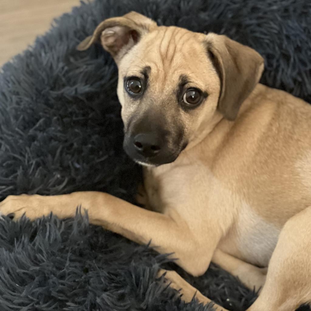 Poite Pug Boxer Mix Black Ears