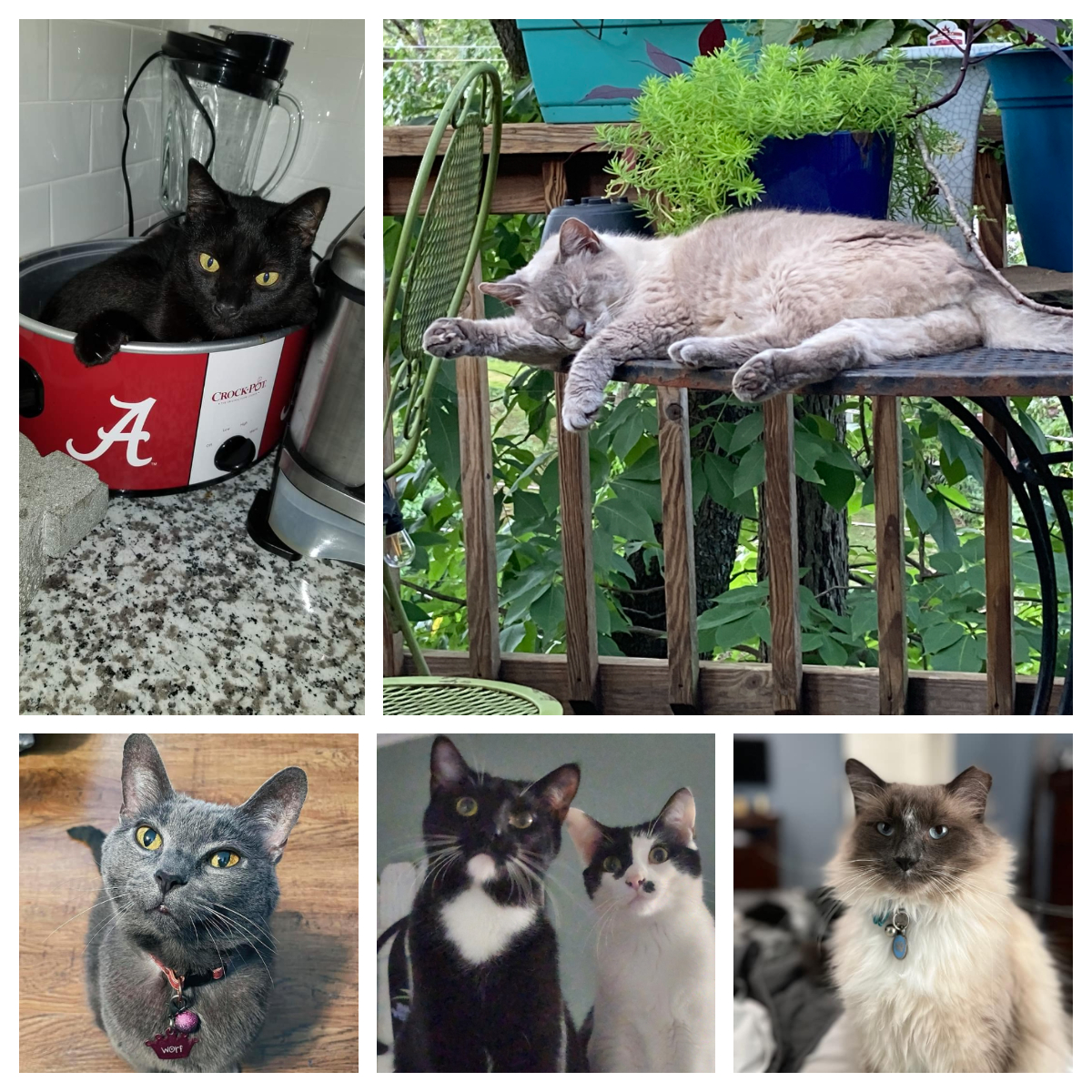 Rescue cats in Alabama - al.com