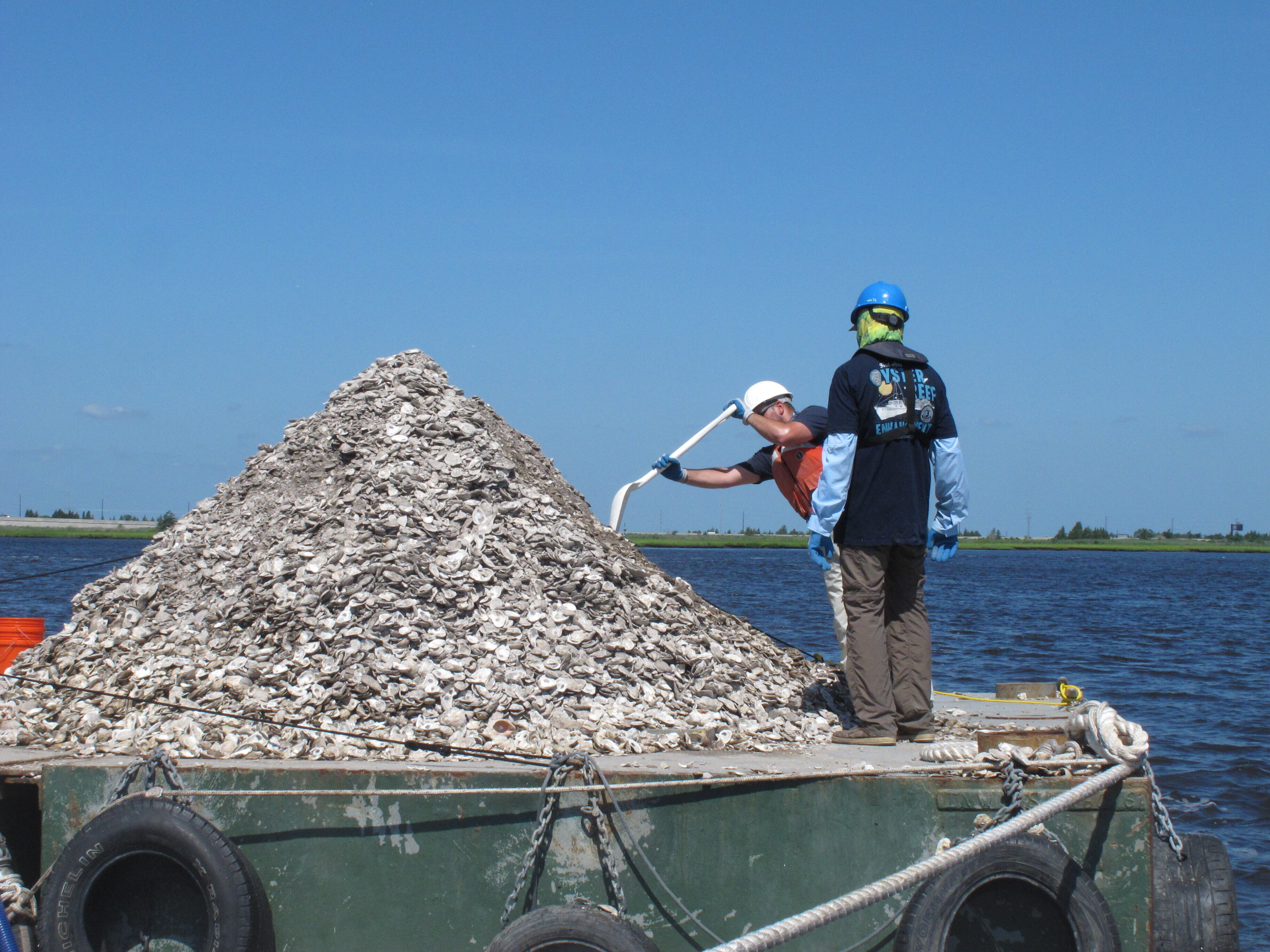 Discarded shells from restaurants help establish new oyster colonies ...