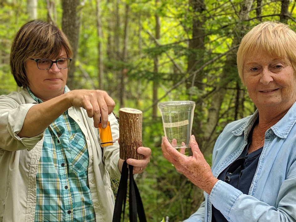 Parasitoid wasps fight emerald ash borers on Beaver Island - mlive.com