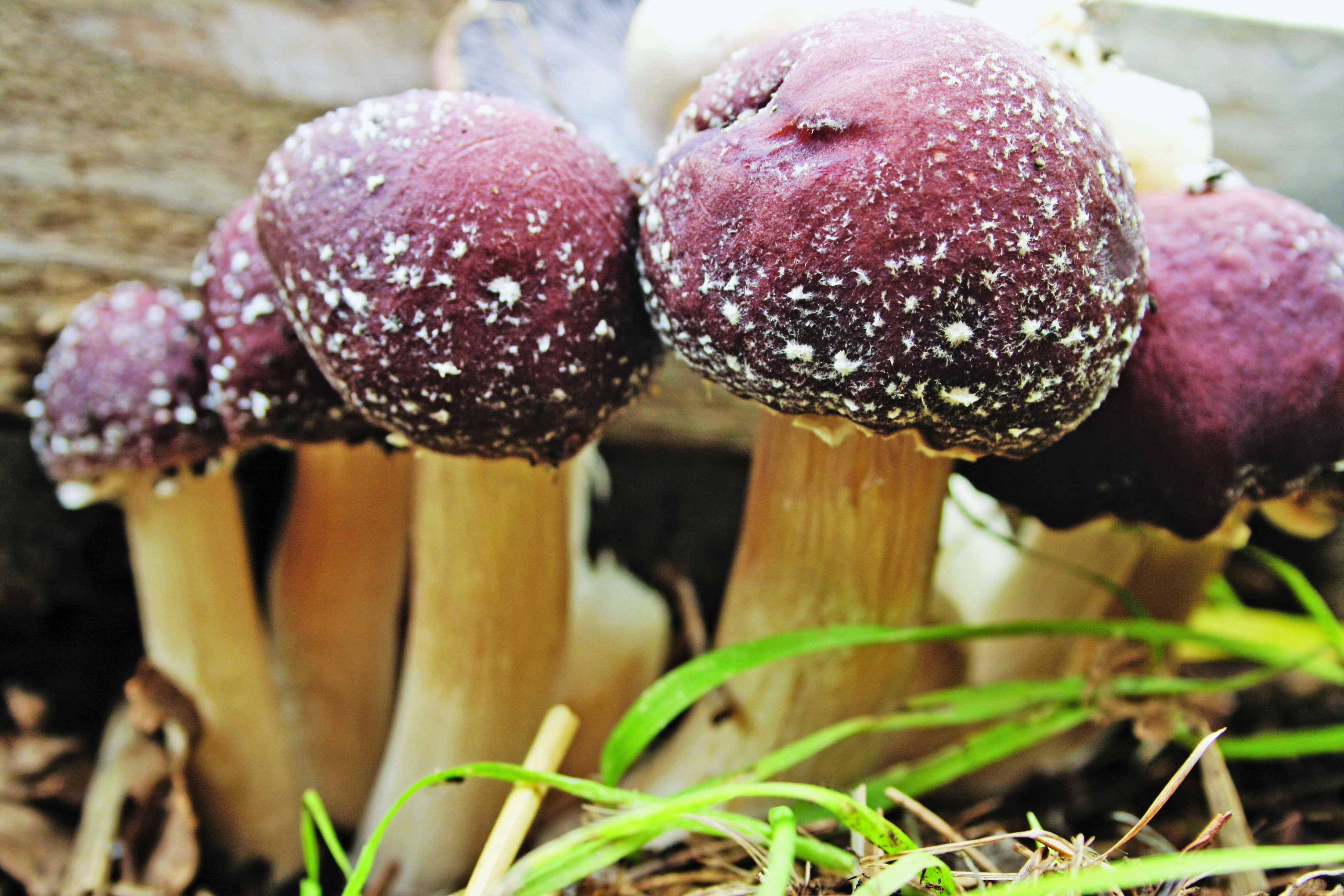 “The Beginner’s Guide to Mushrooms" - oregonlive.com