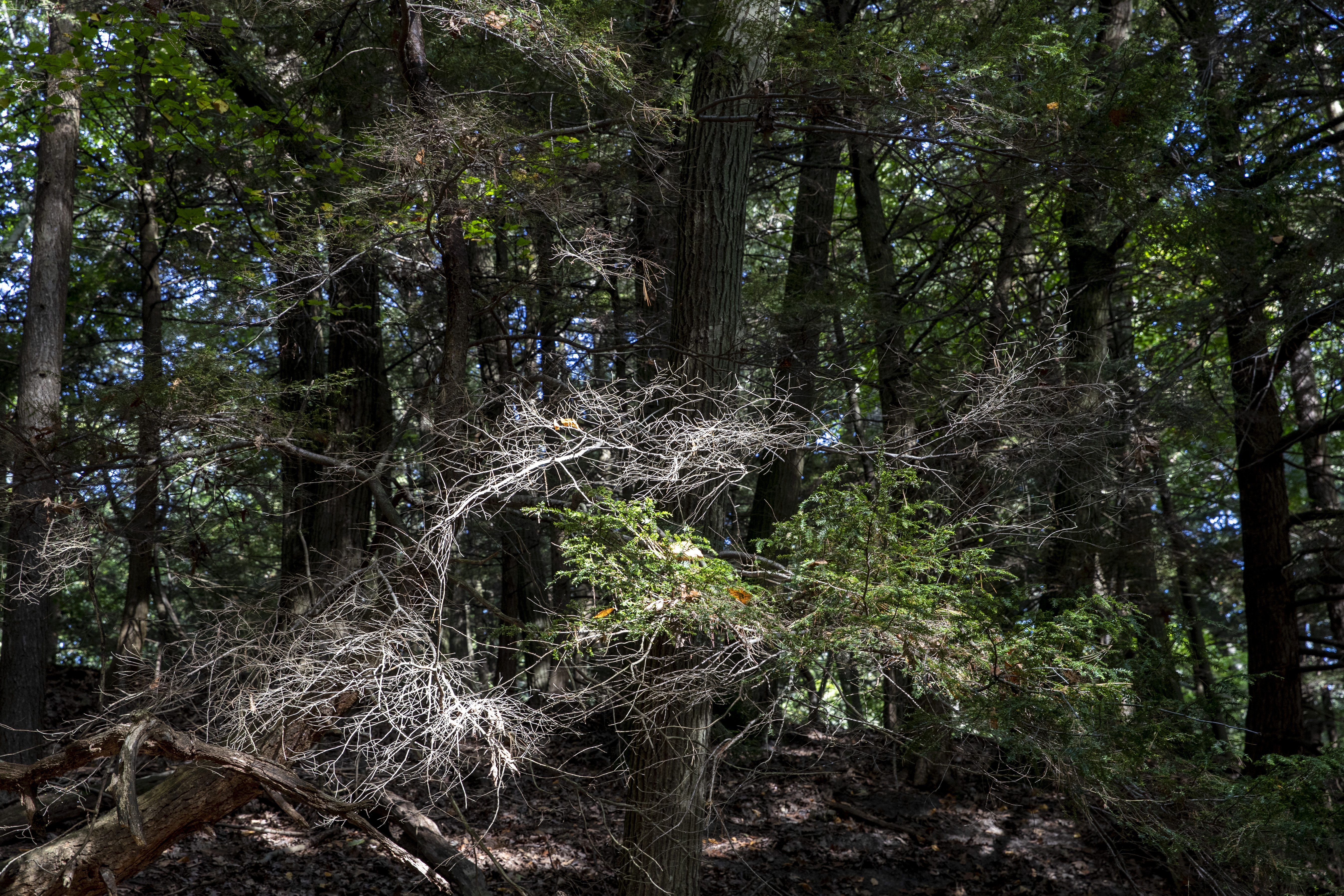 Eastern hemlock tree infestation - mlive.com