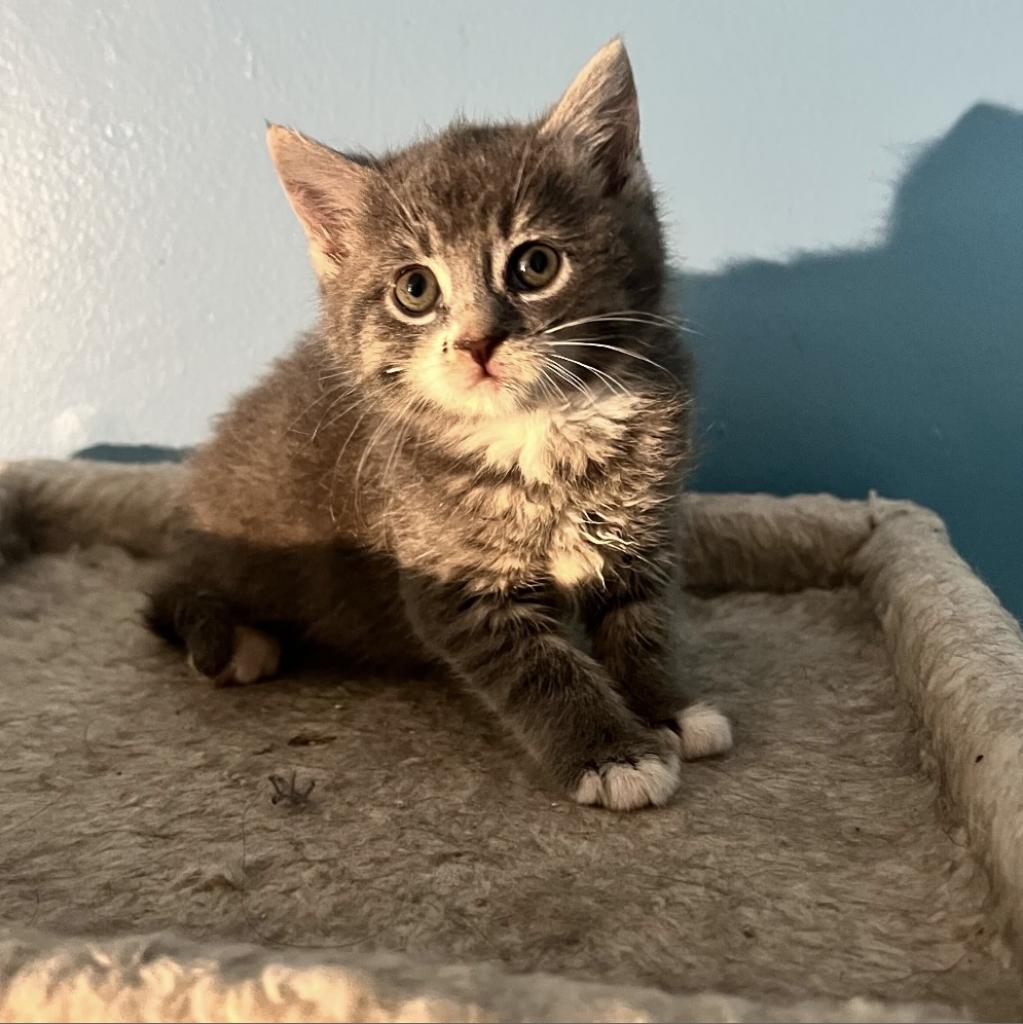 Let’s be thankful for these loving adoptable pets. They could change ...