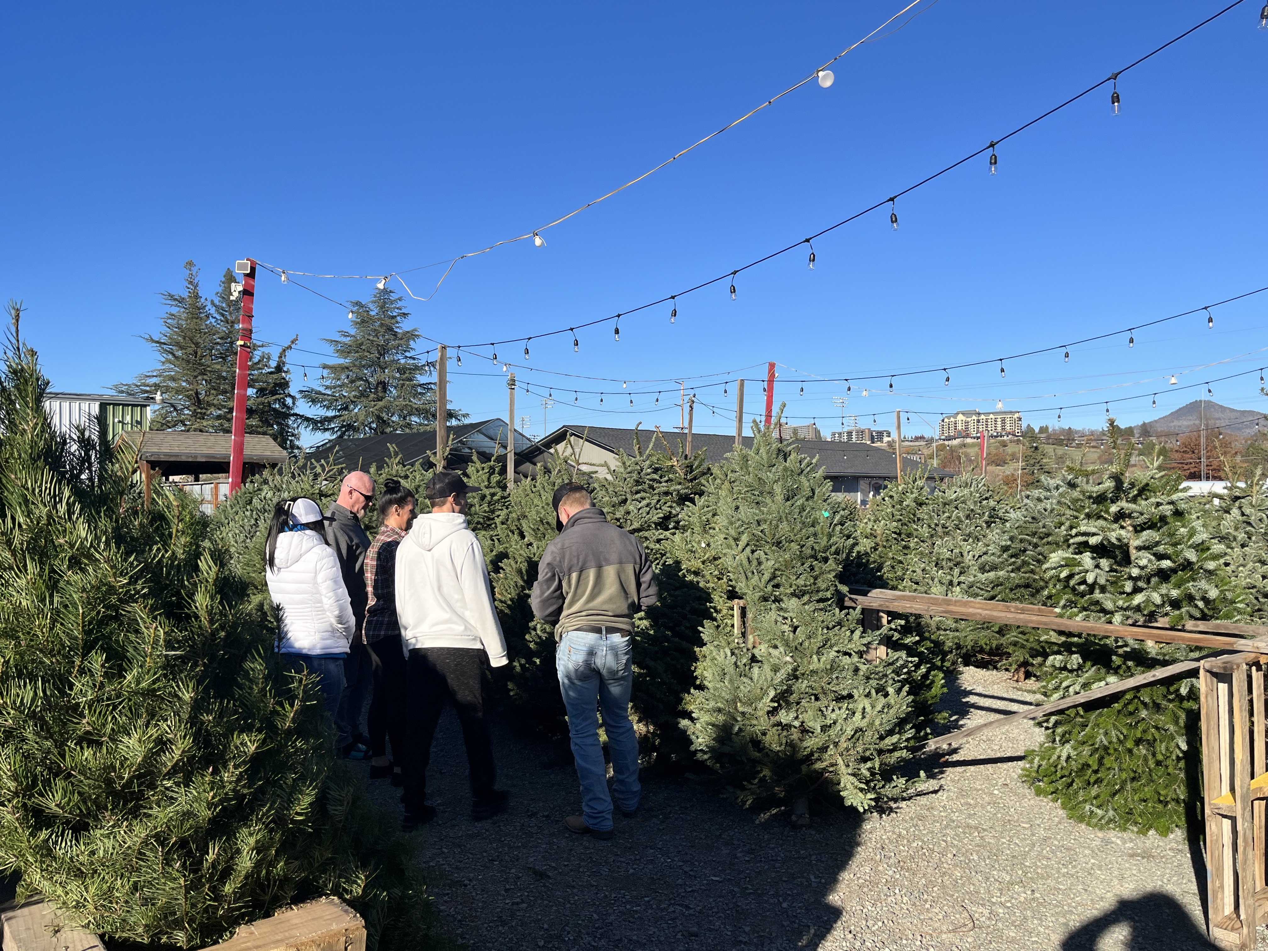 Real Oregon Christmas trees - oregonlive.com