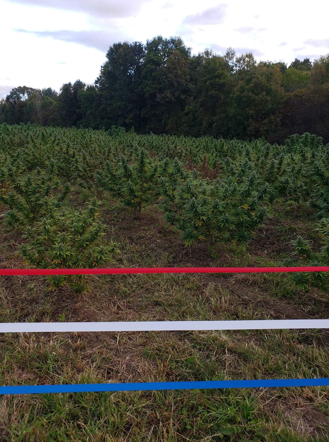 Pick Your Own Hemp at Ananda Farms in Oswego County - syracuse.com
