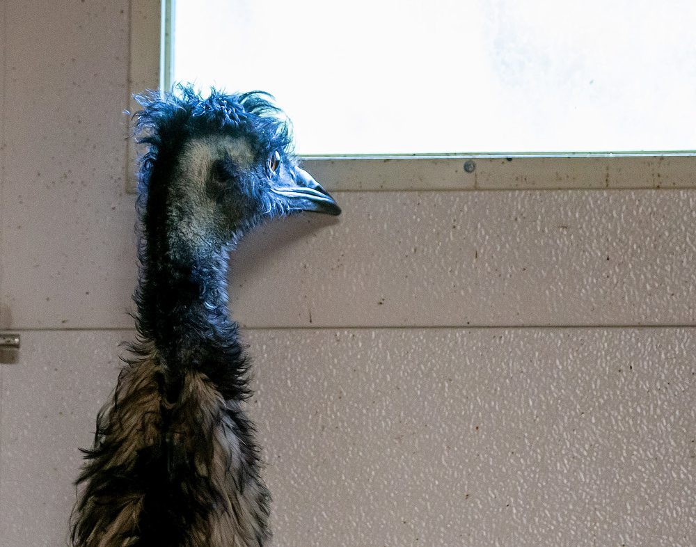 Escaped emu captured in Newport - pennlive.com