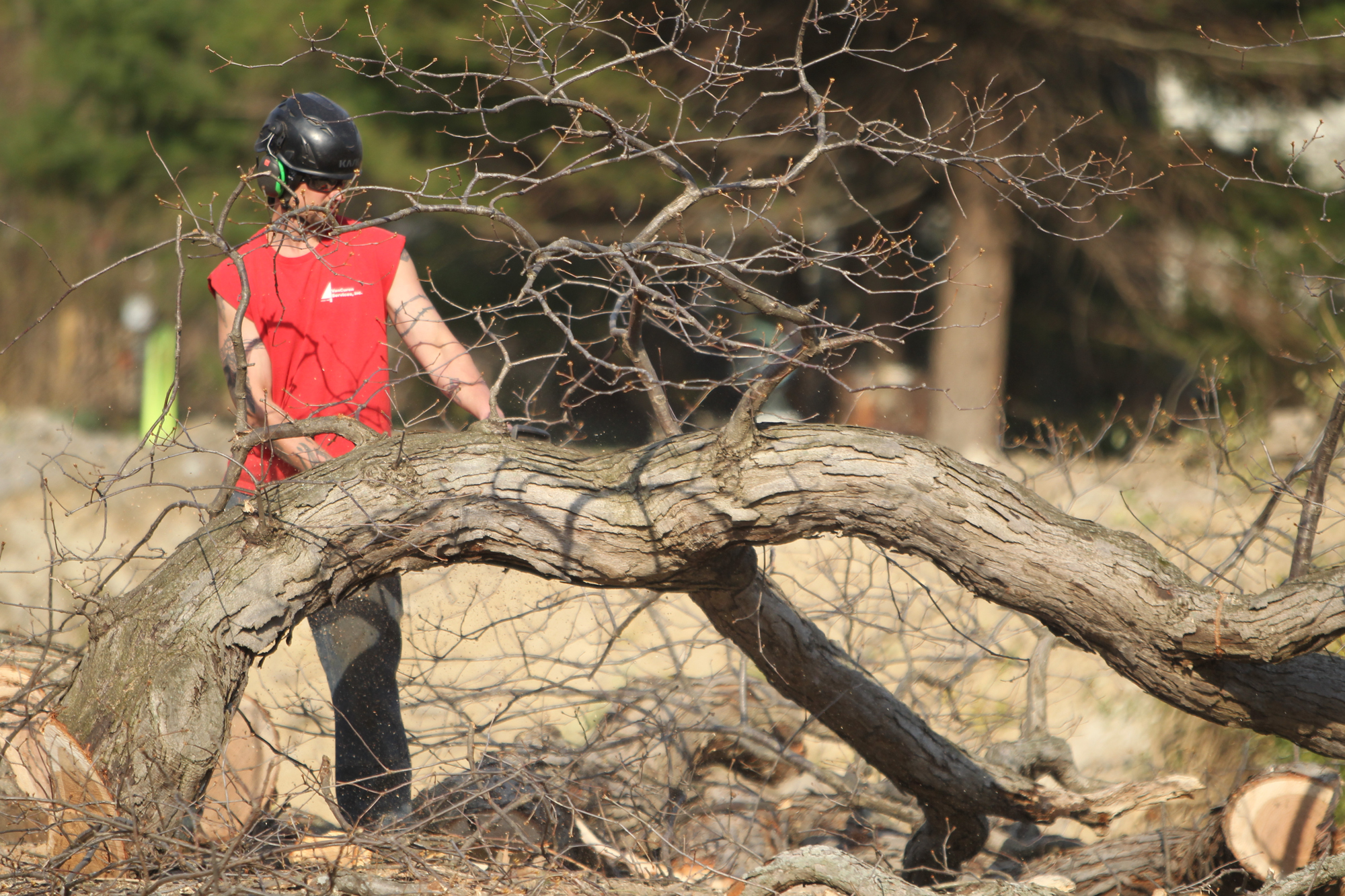 350-year-old oak tree cut down in Bay Village - cleveland.com