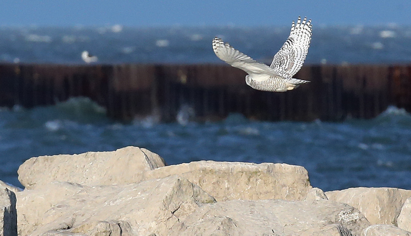 Snowy owls spotted in Lorain Harbor, January 5, 2022 - cleveland.com