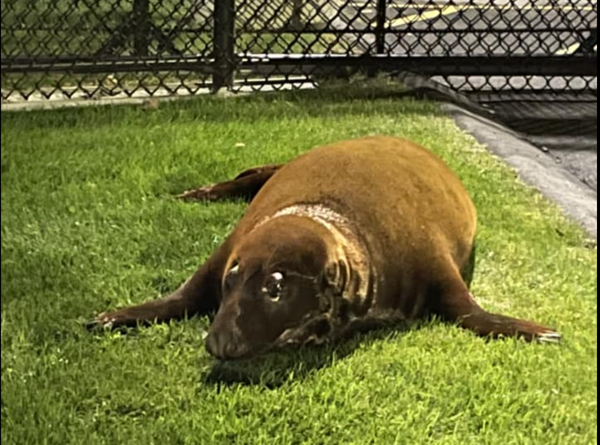 “Shoebert” the seal - pennlive.com