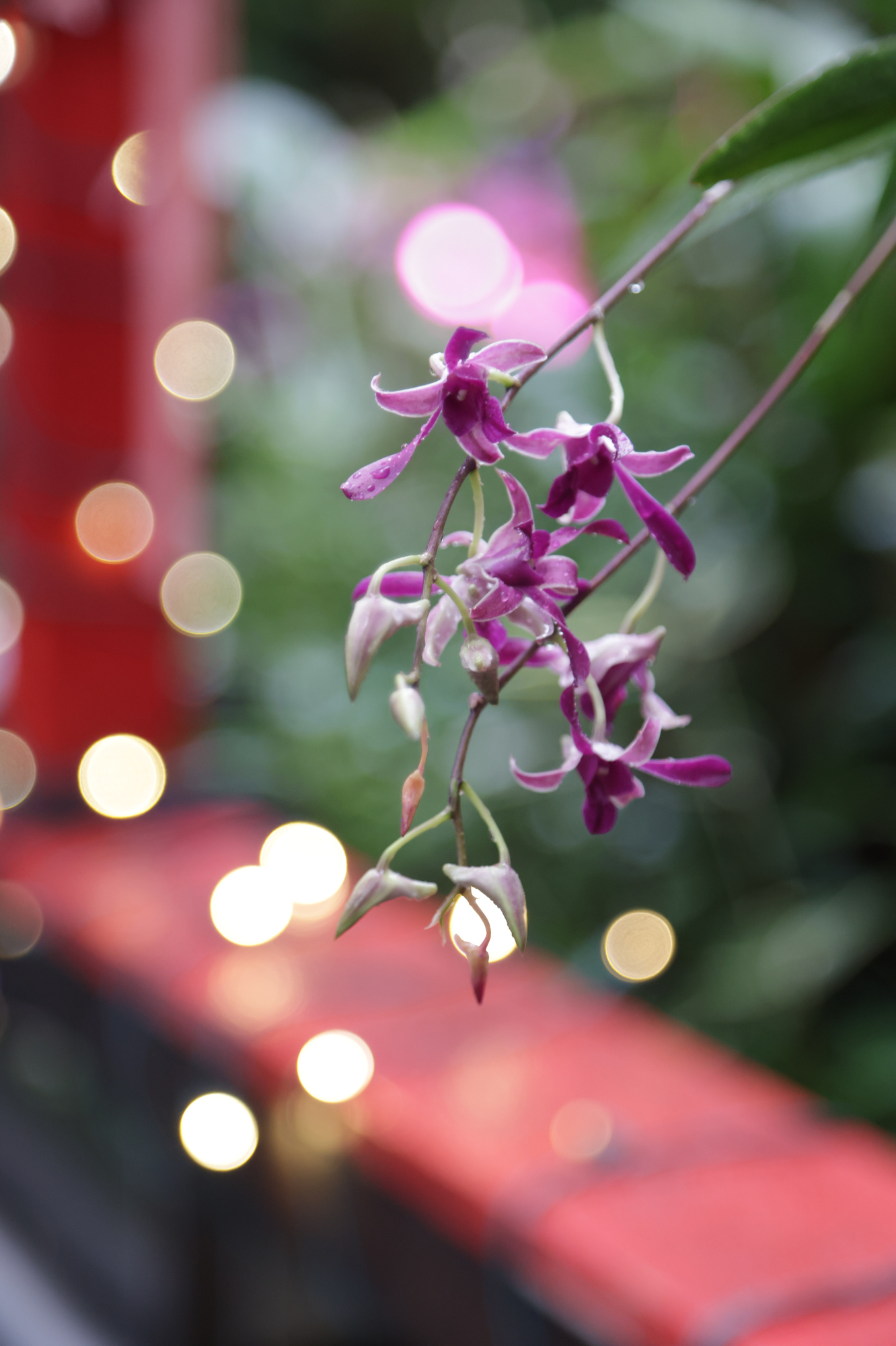 2023 Cleveland Botanical Garden’s Orchid show - cleveland.com