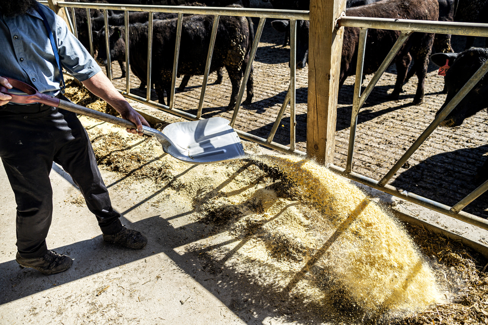 Lancaster County farm raises cattle for Karns Quality Foods - pennlive.com