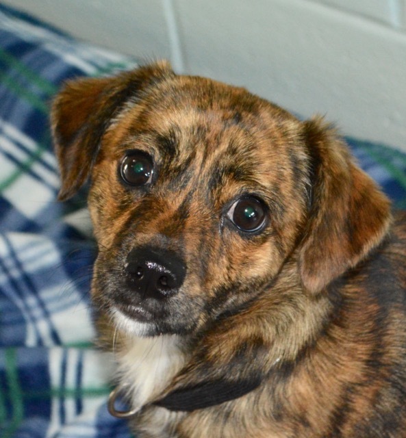 N.J. pets in need: Oct. 19, 2020 - nj.com