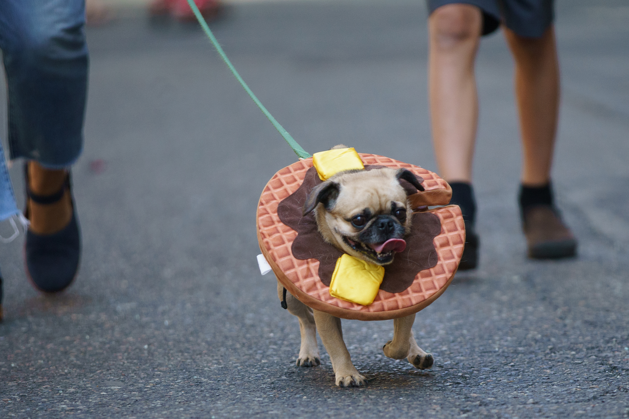 Portland Pug Crawl 2022 - oregonlive.com