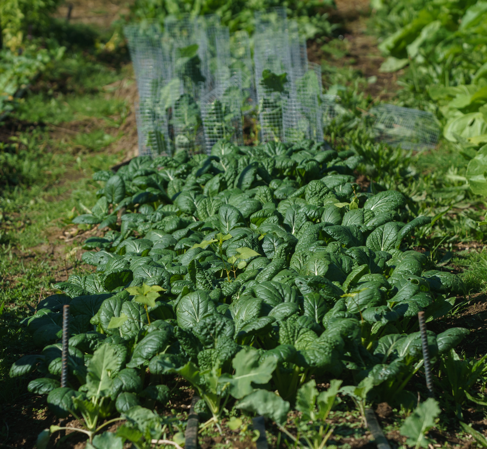 Native American Youth and Family Center's community garden - oregonlive.com