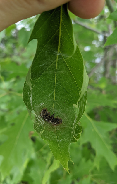 Maine sees worst outbreak of invasive, poisonous caterpillar, browntail ...