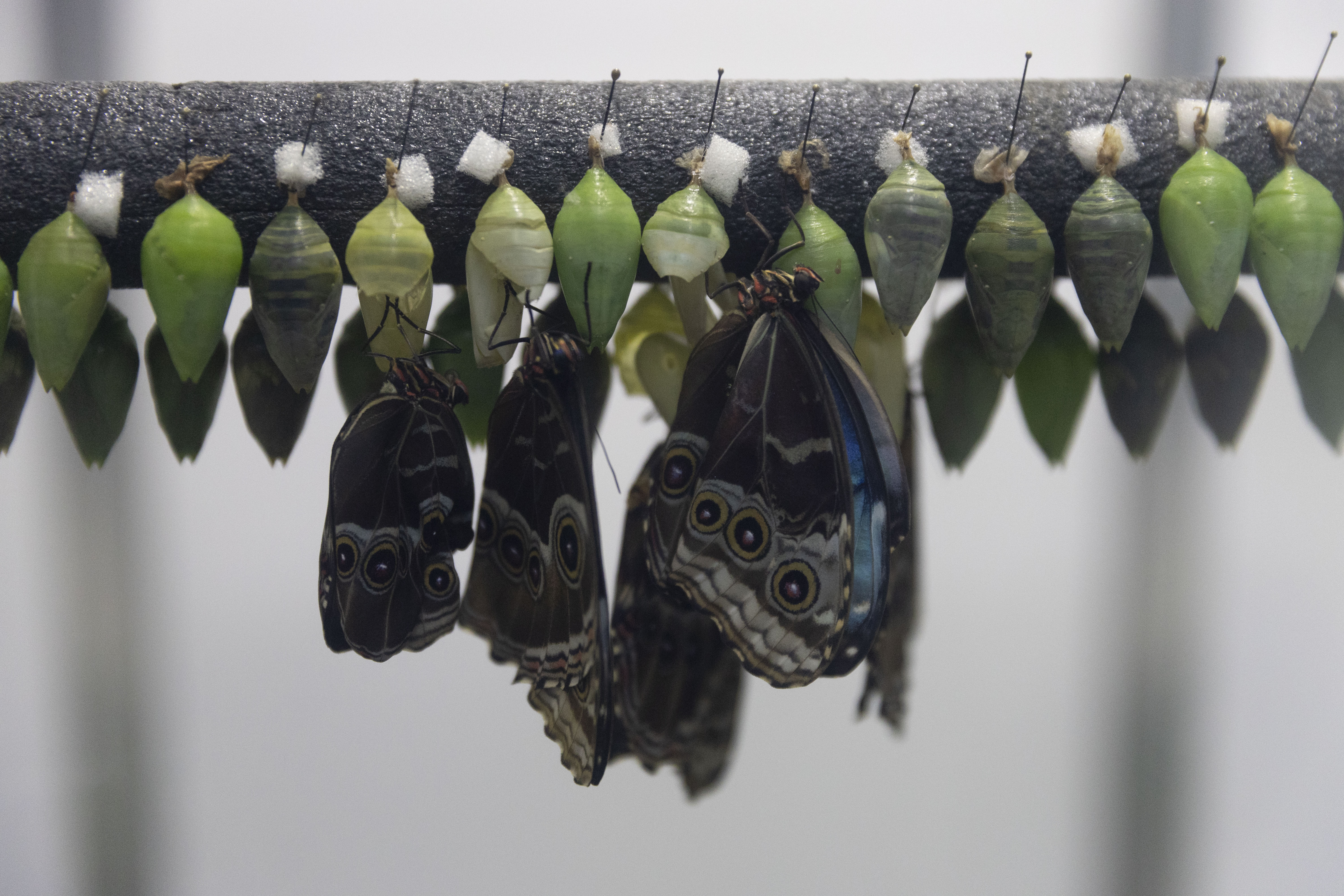 Thousands of tropical butterflies unveil elegance, beauty at Meijer ...