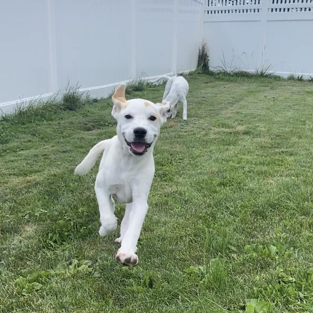 Let me introduce you to a pet that can change your life forever: August ...