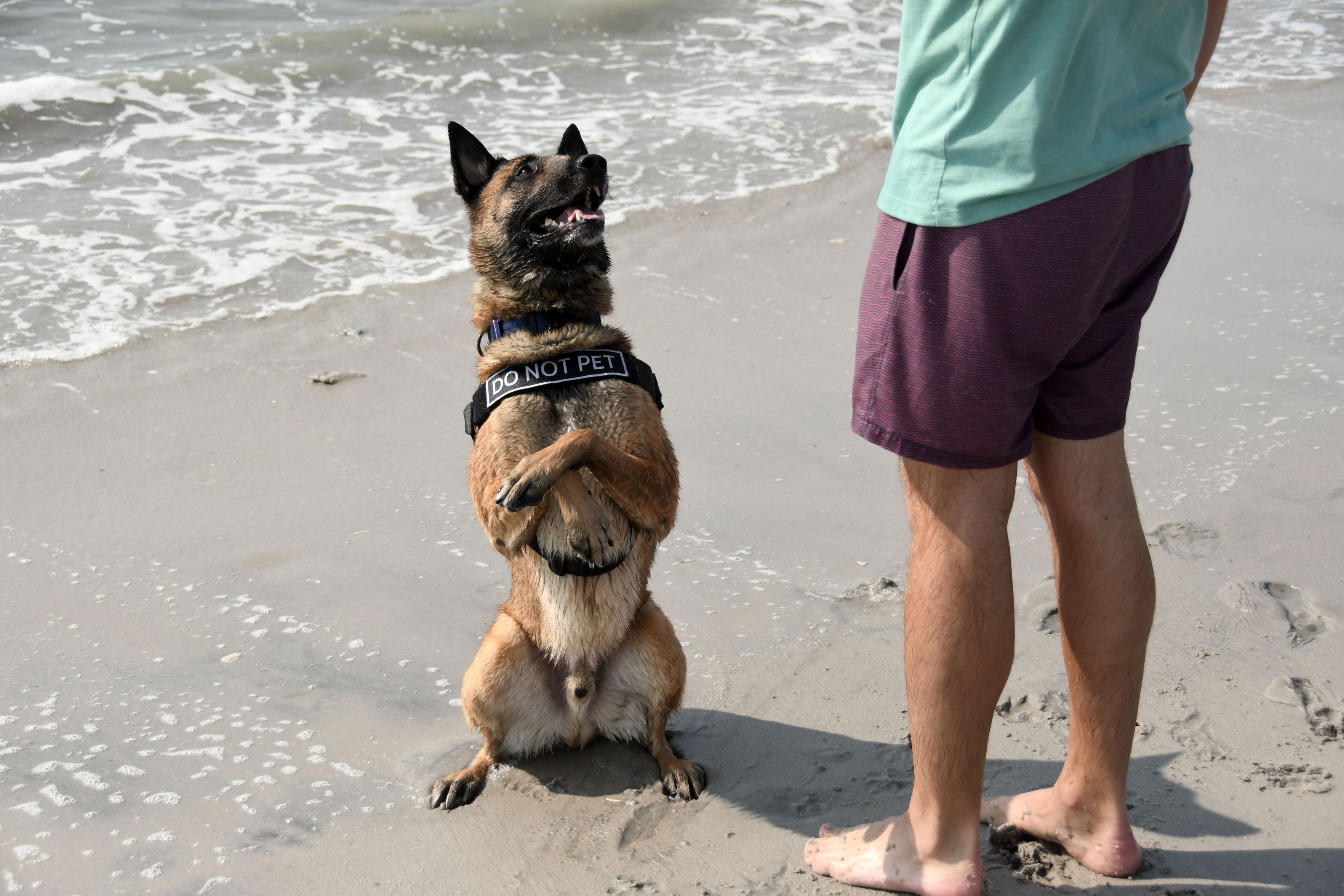 Dog-friendly Beach North beach in Brigantine - nj.com