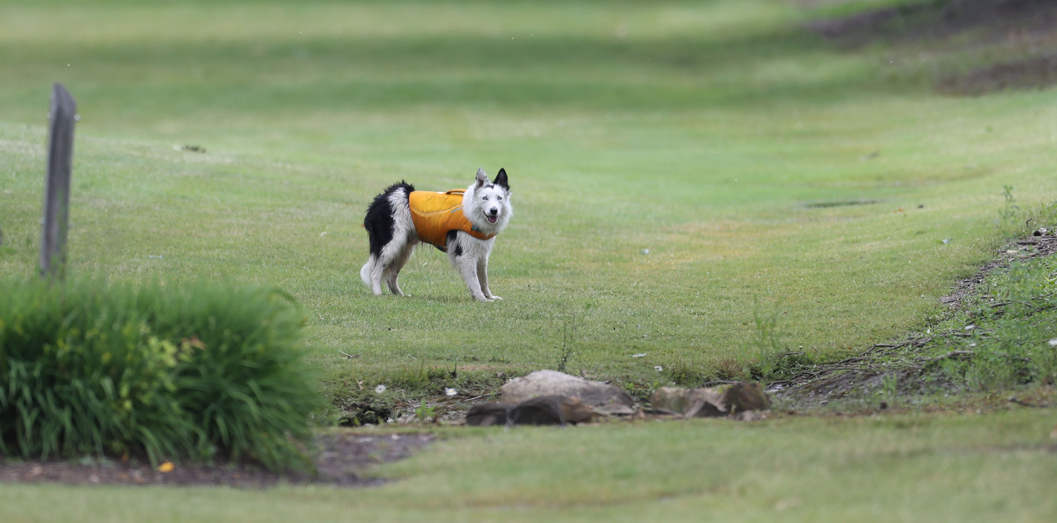 Geese Chasers clear out geese from area land，June 14，2023 - cleveland.com
