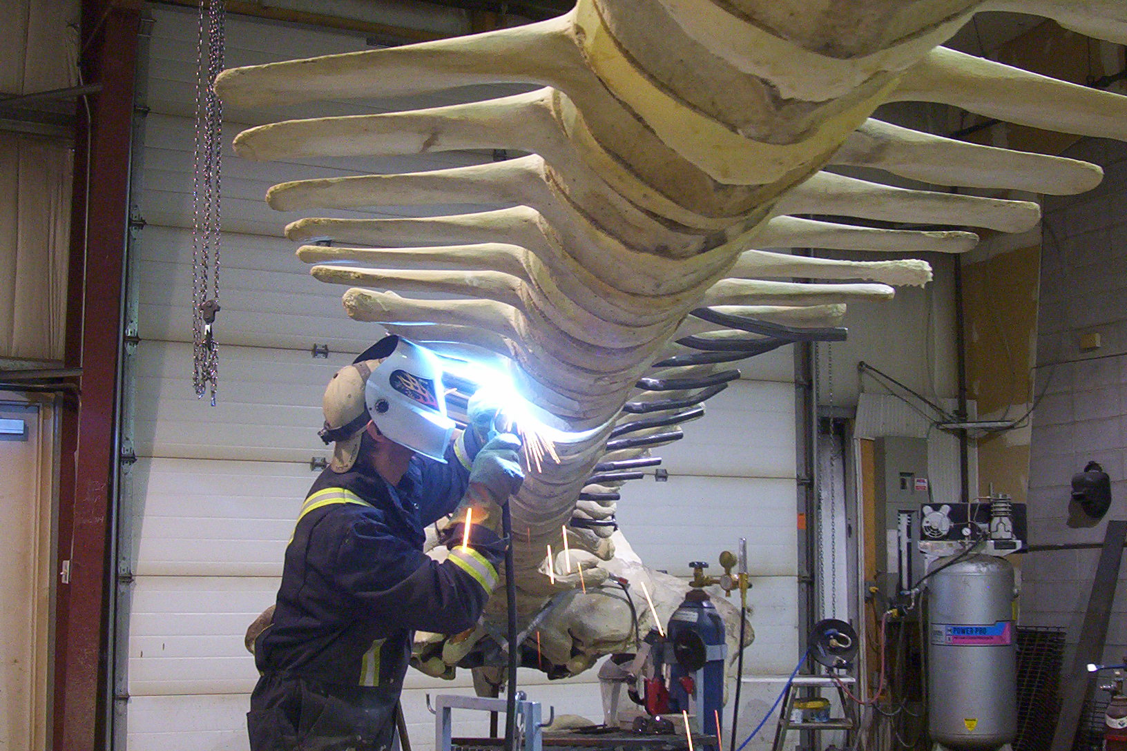 Reconstructing a blue whale skeleton - oregonlive.com
