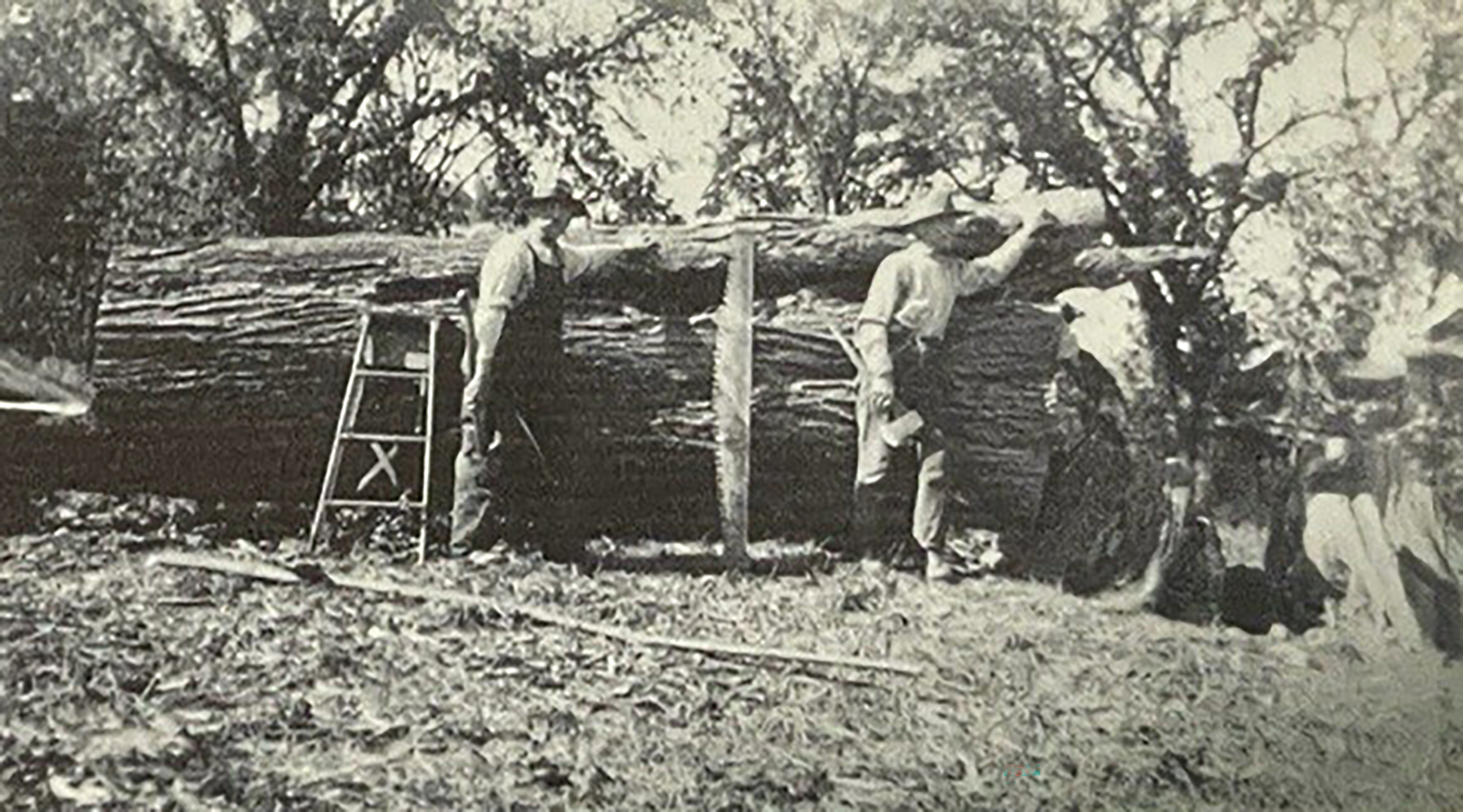 Jordan's "Cannonball Tree" - syracuse.com