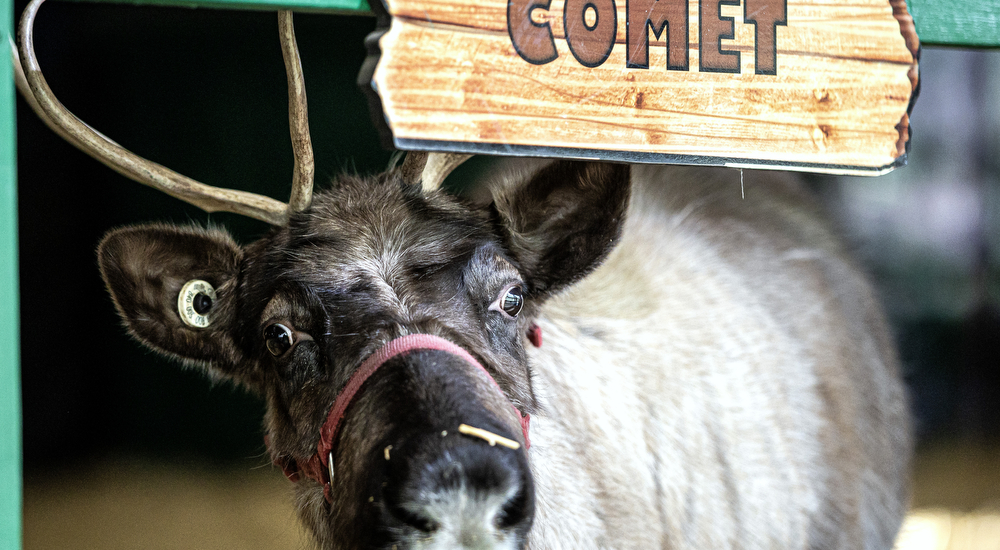 Santa’s reindeer at Hersheypark receive clean bill of health for ...