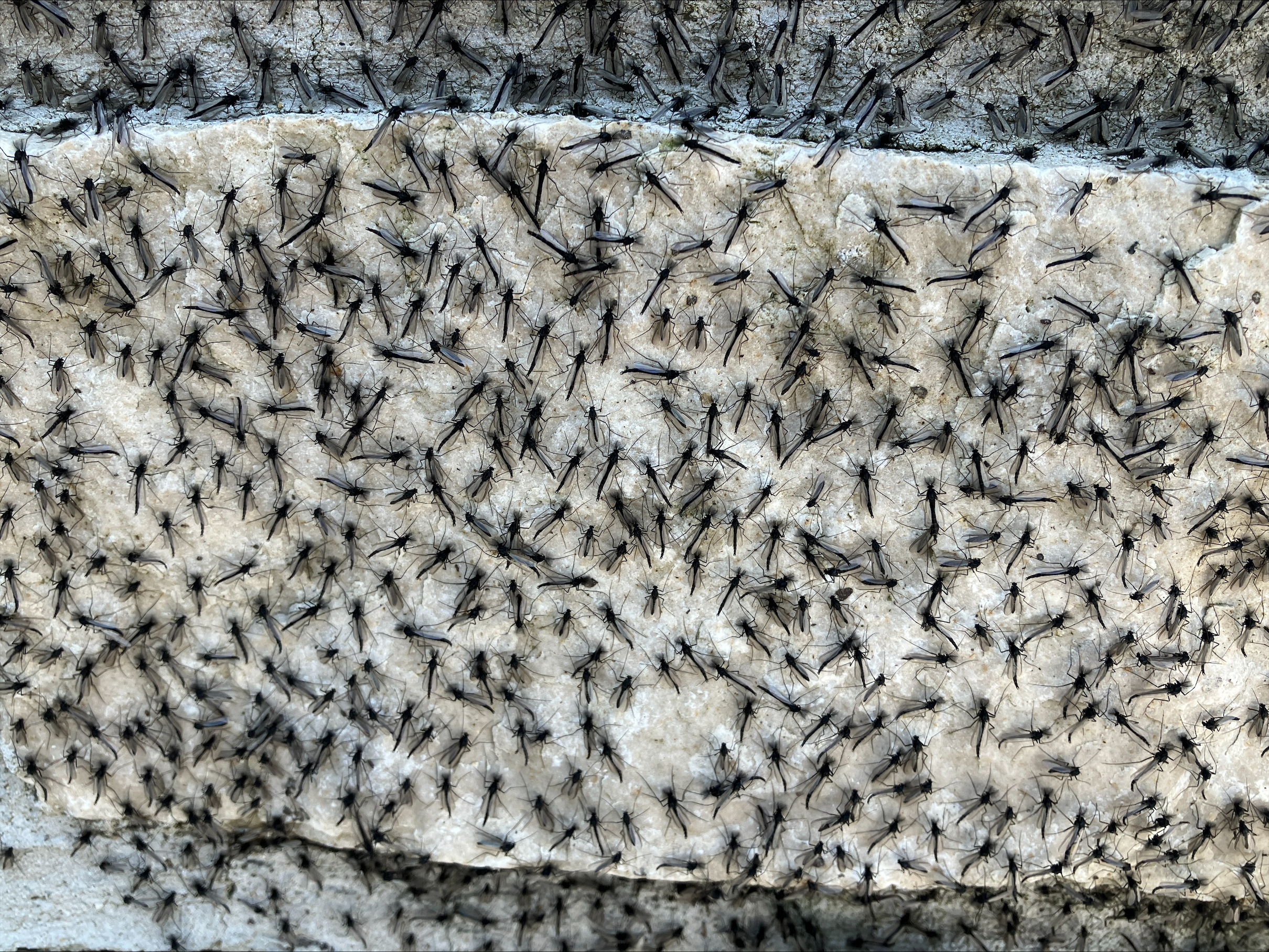 Midge Fly Swarms