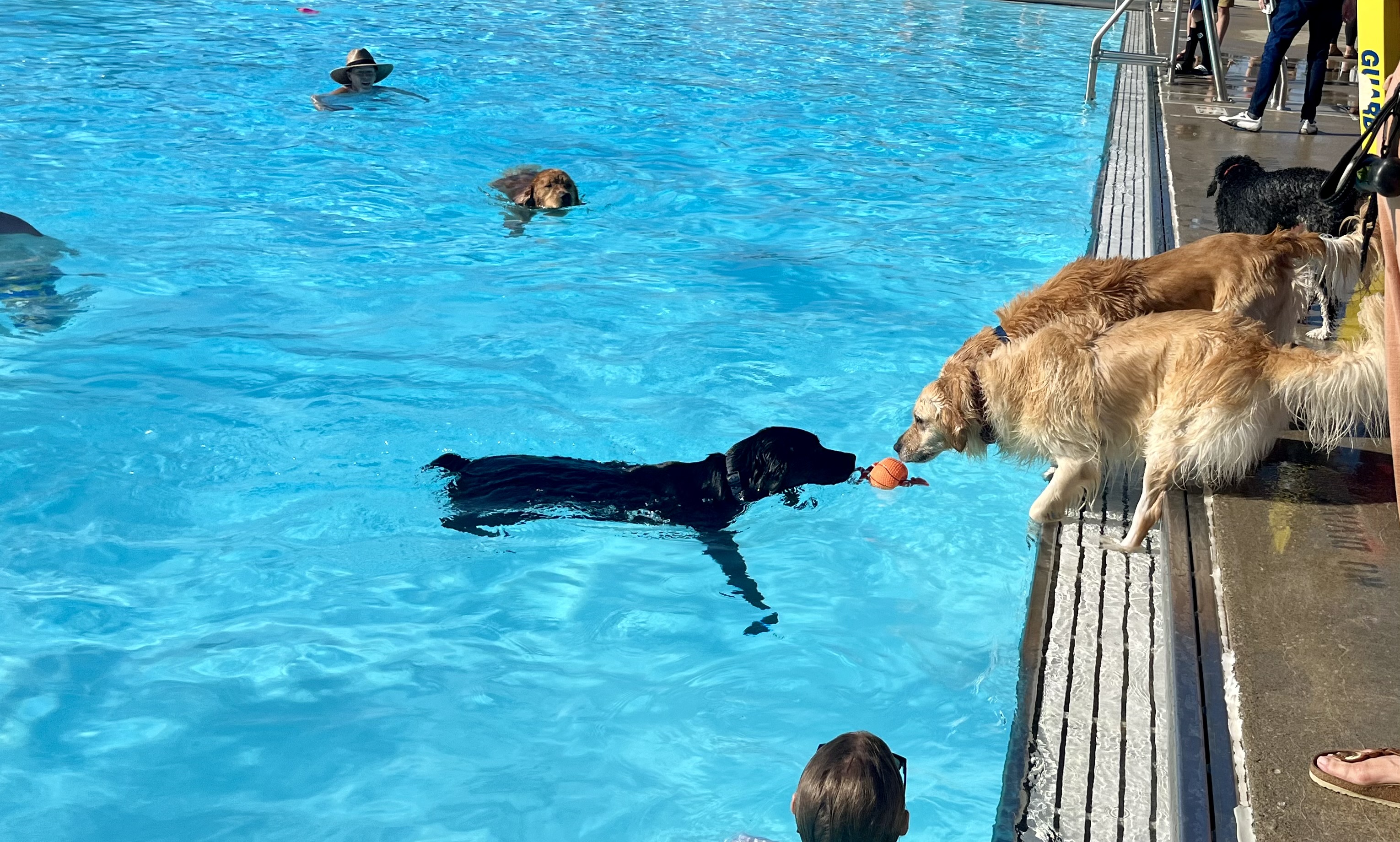 Dog swim at Lakewood's Madison Park - cleveland.com