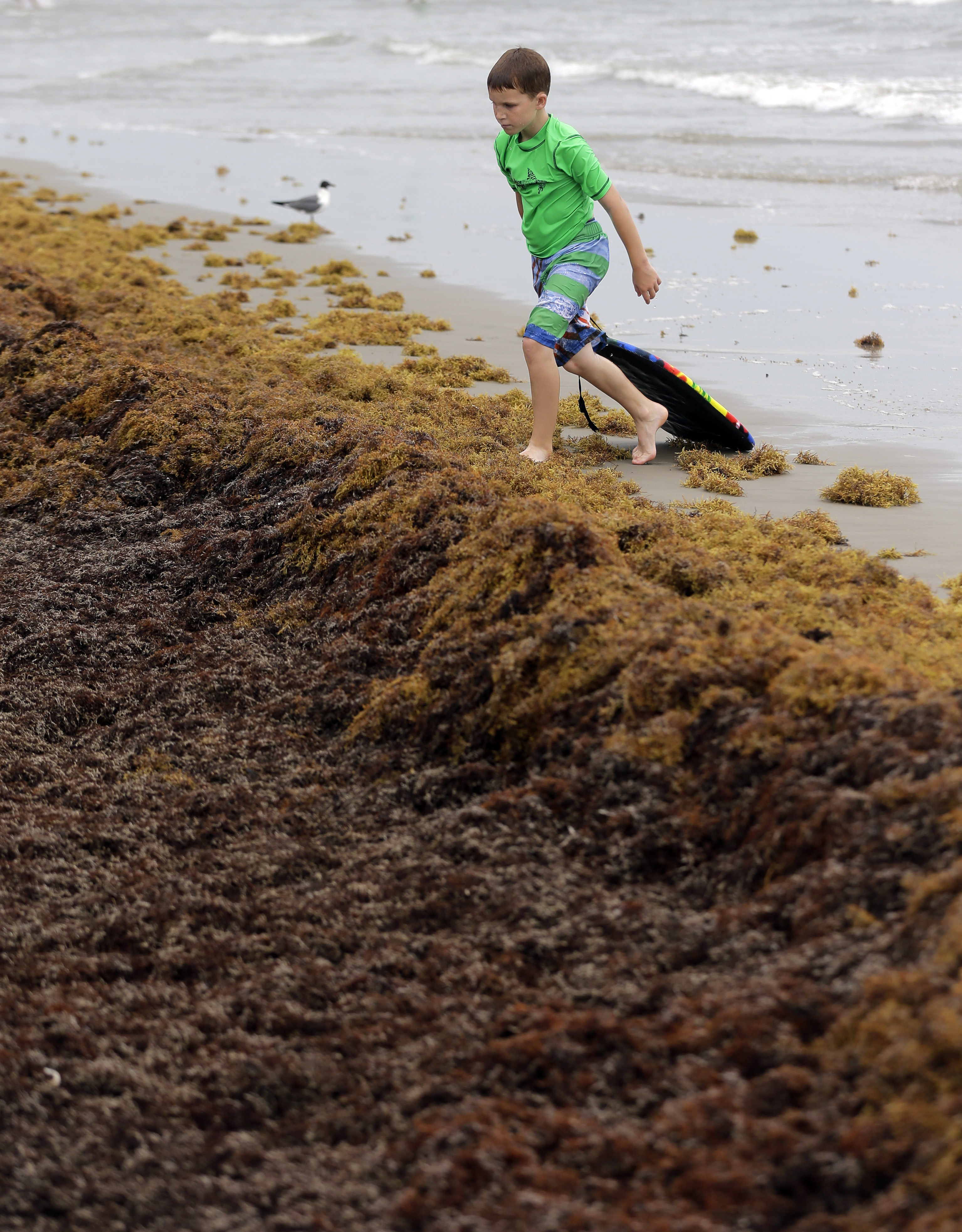 seaweed - oregonlive.com