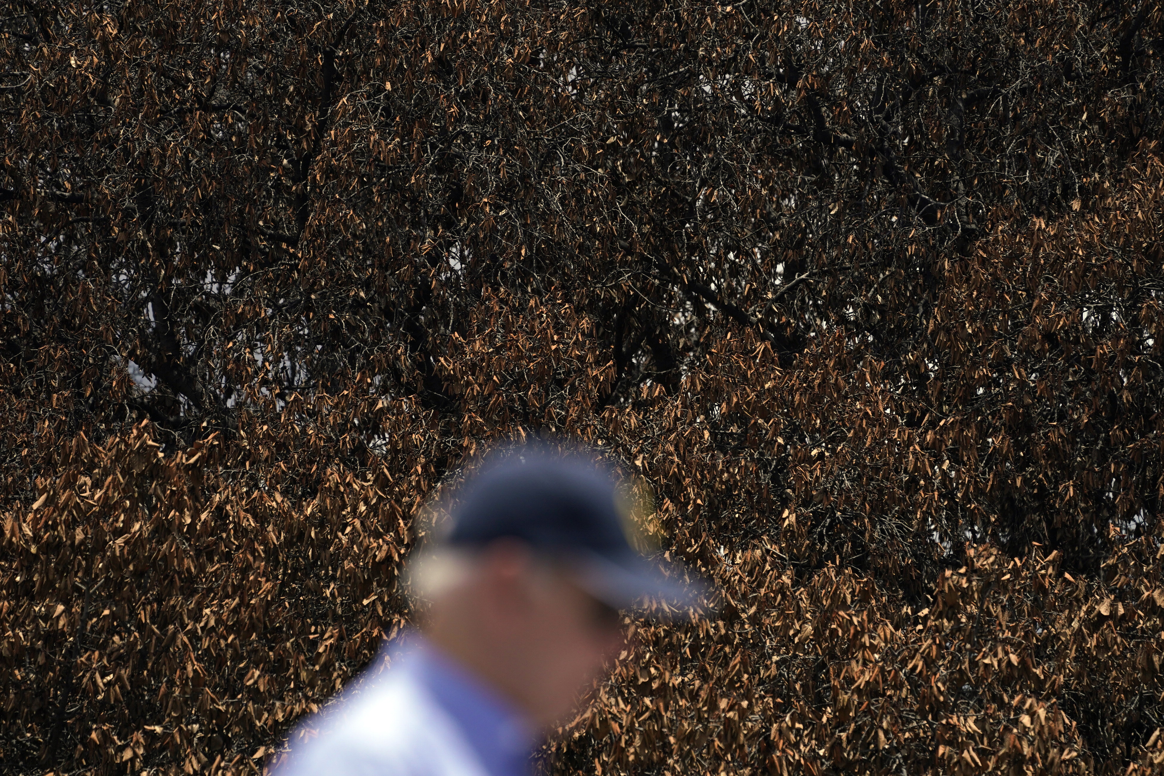 Burned banyan tree makes a comeback - pennlive.com