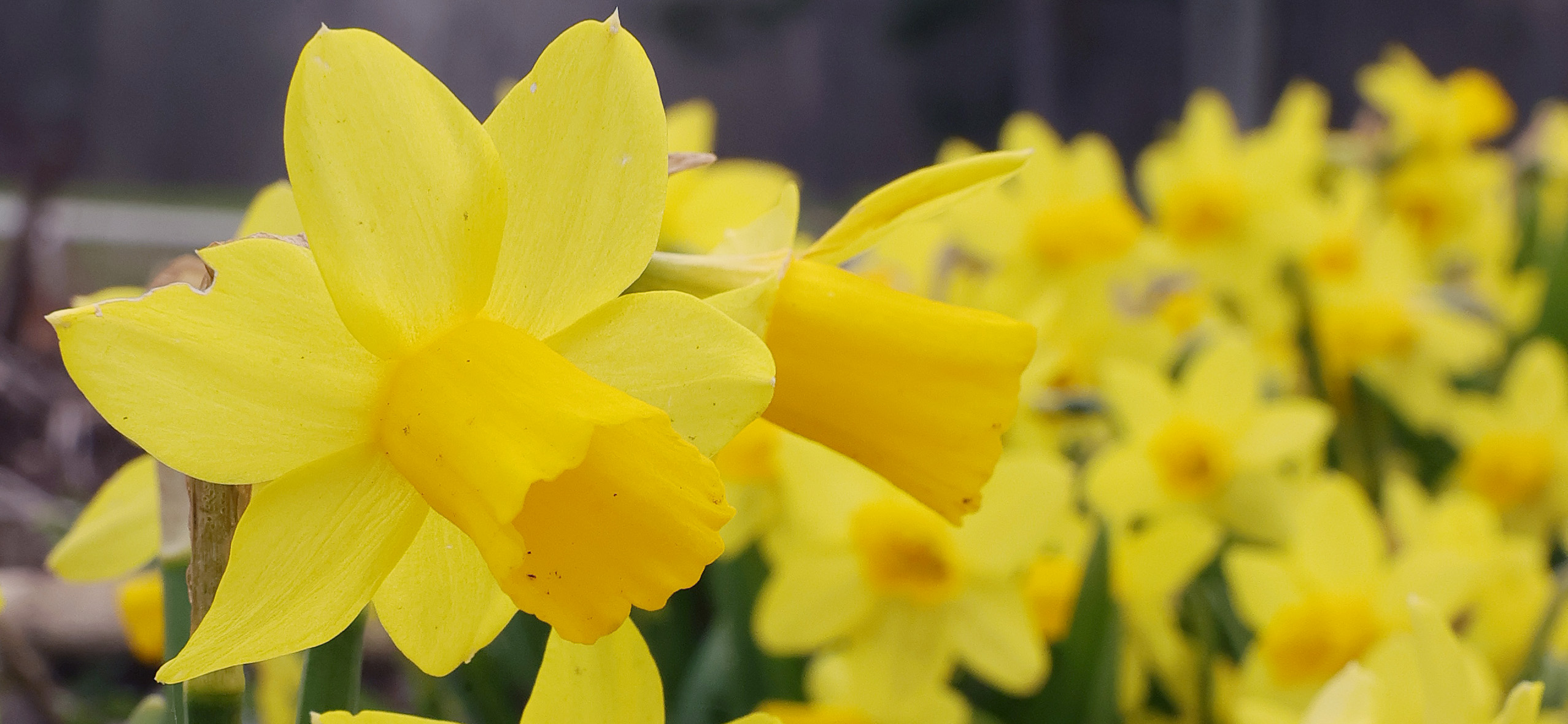 The beauty of Spring 2023 in Northeast Ohio - cleveland.com