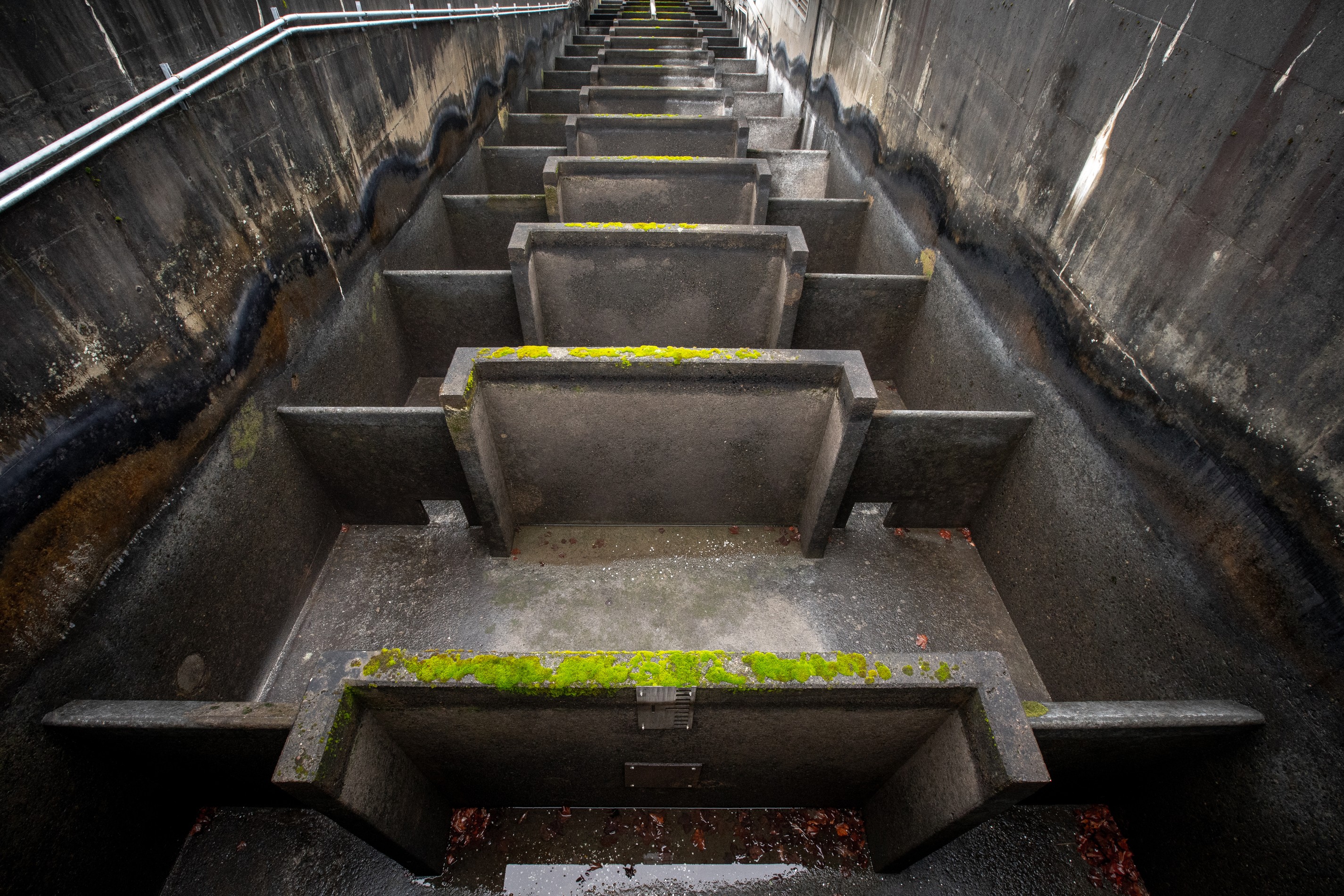 Bonneville Lock & Dam fish ladder upgraded for lamprey 2025 ...