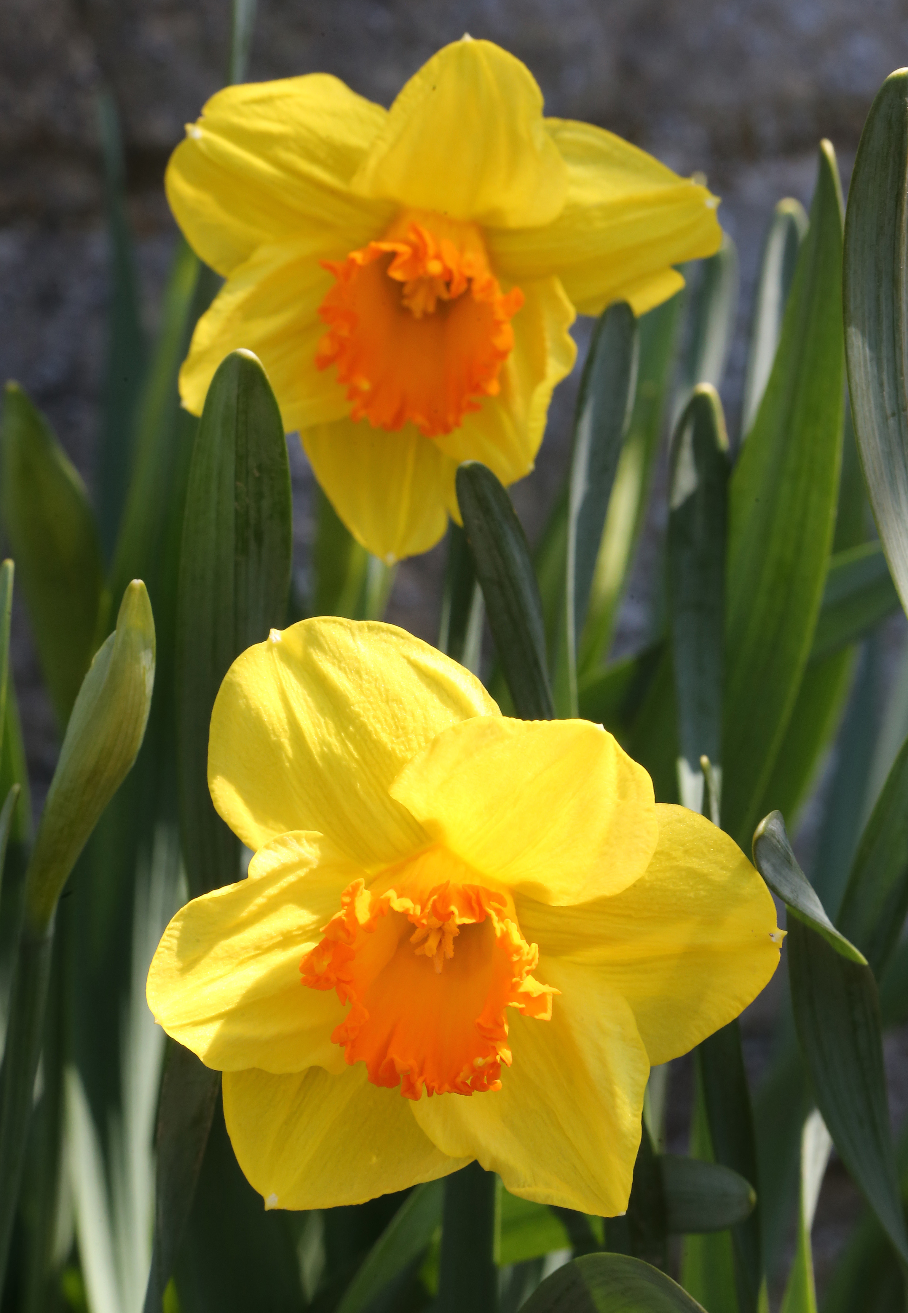 The beauty of Spring 2023 in Northeast Ohio - cleveland.com